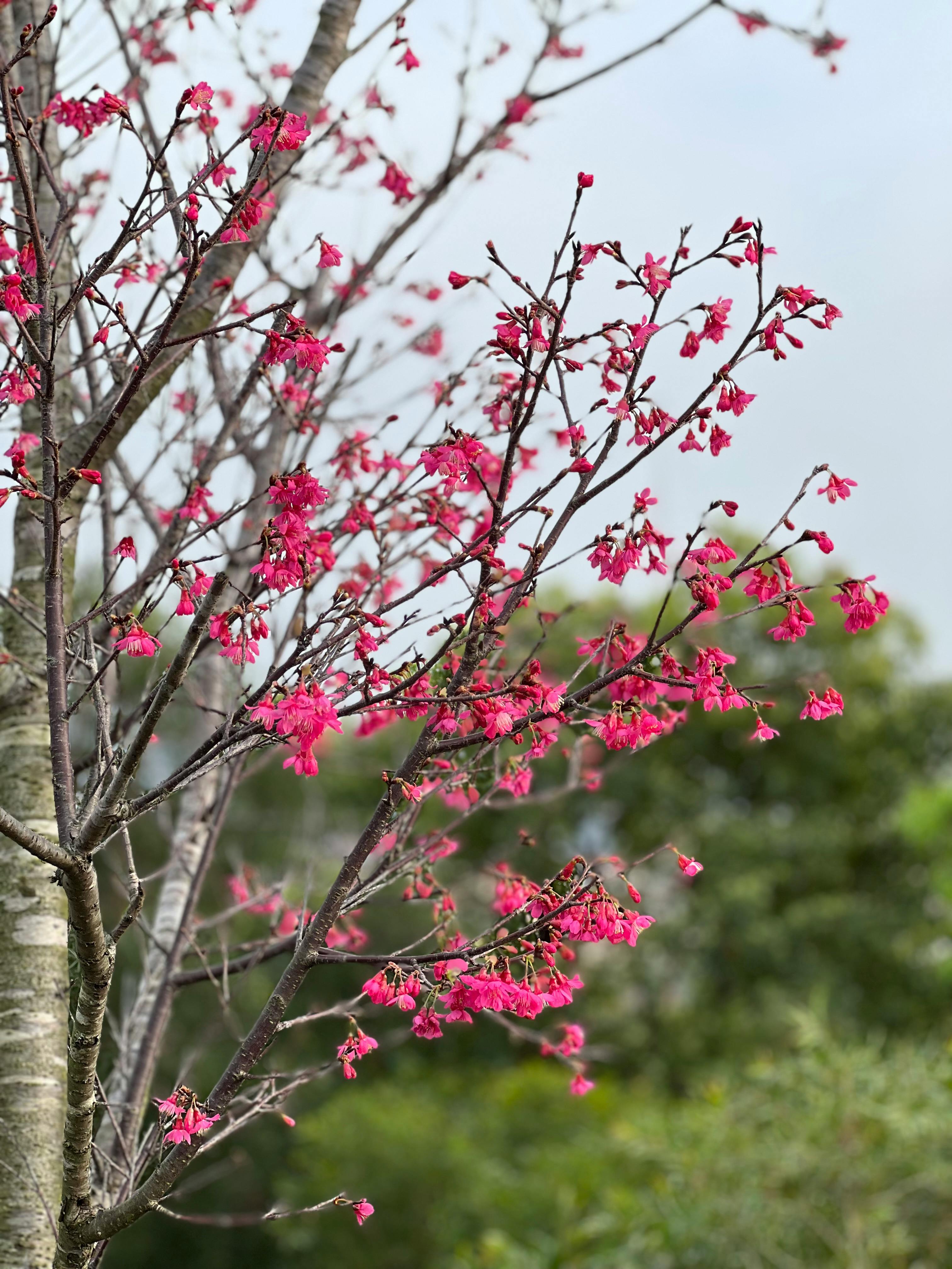 Pink Flowers on the Branches of Bellflower Cherry · Free Stock Photo