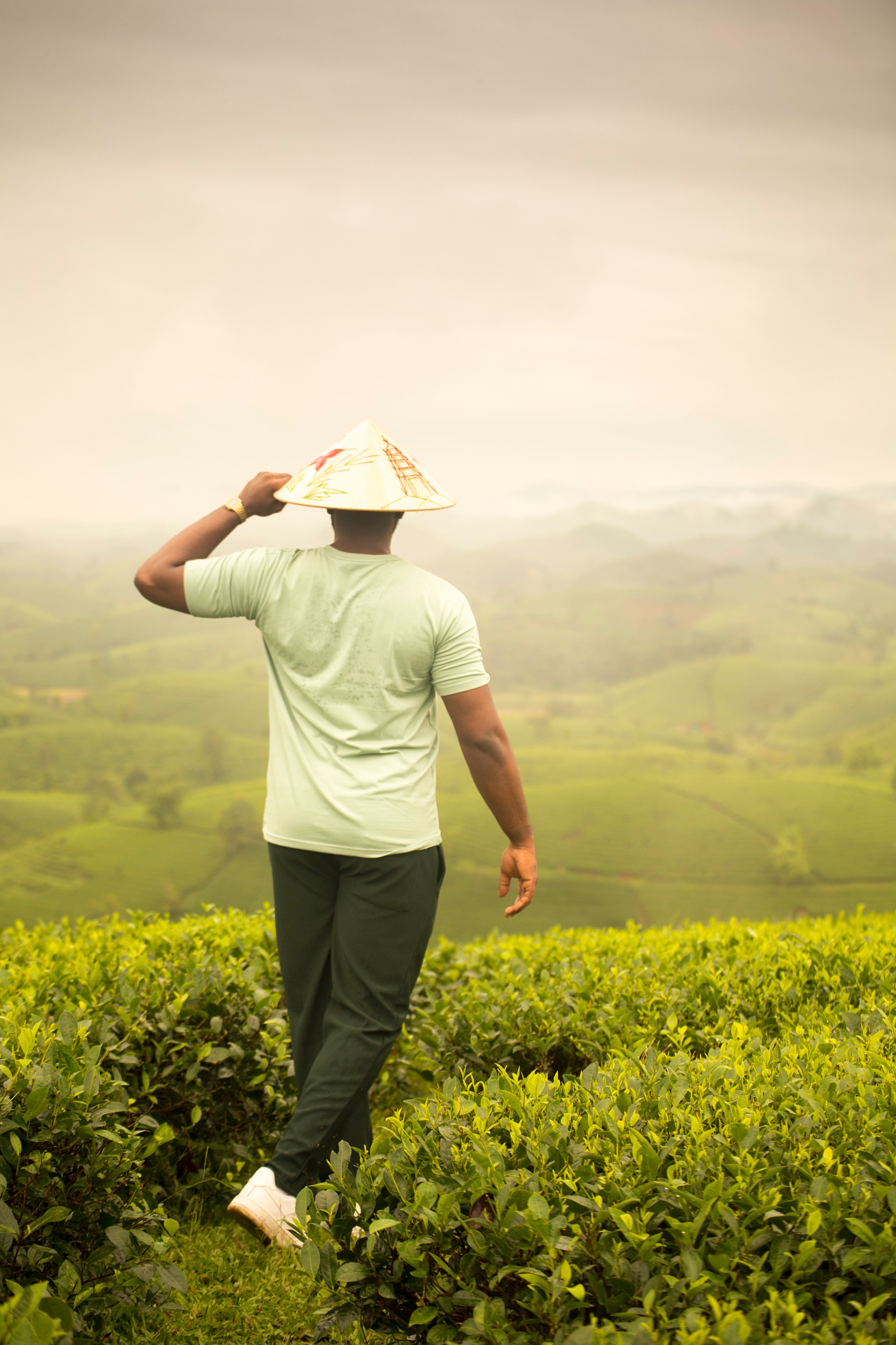 A man in a hat is walking through a tea plantation · Free Stock Photo