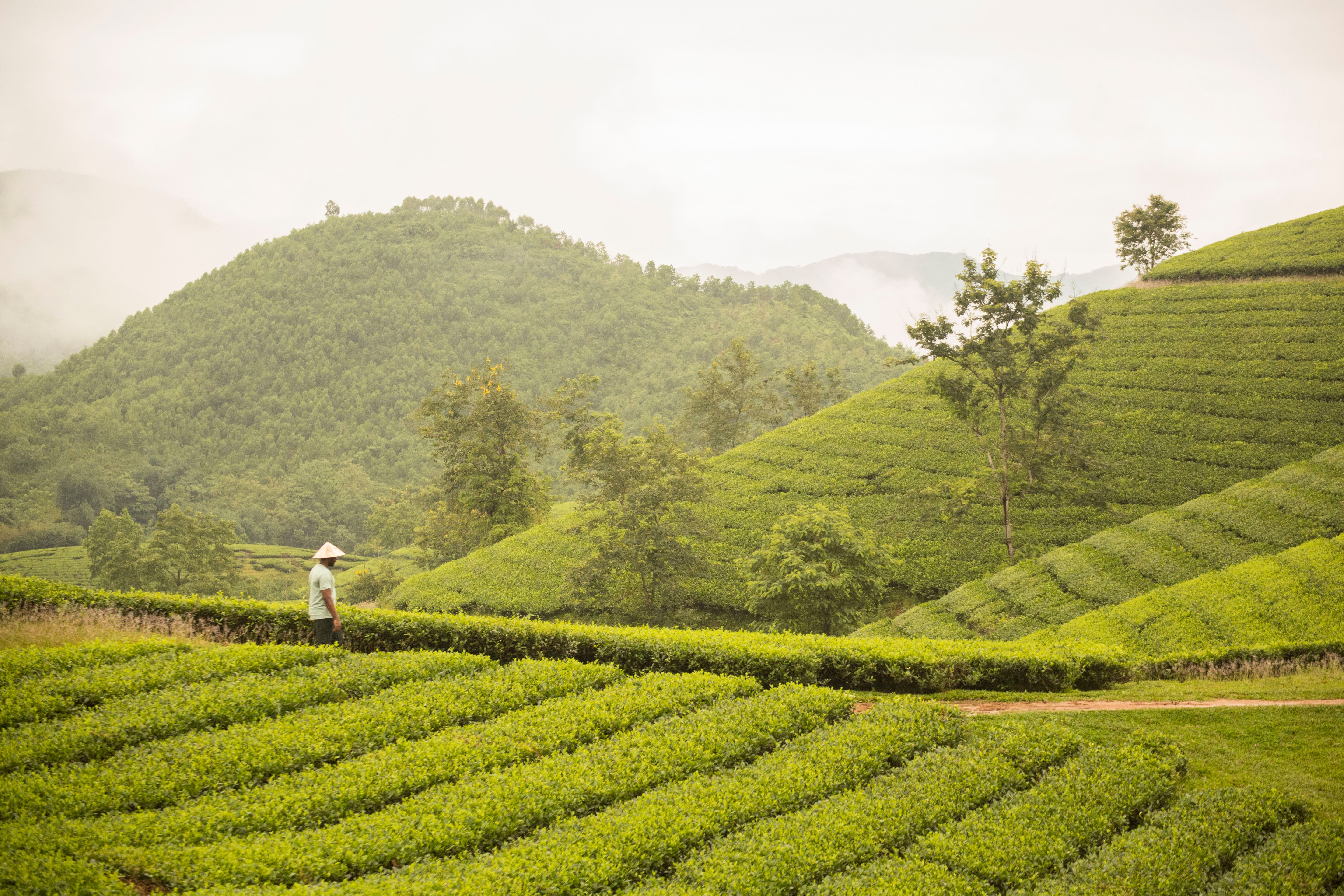 A person walking through a tea plantation · Free Stock Photo