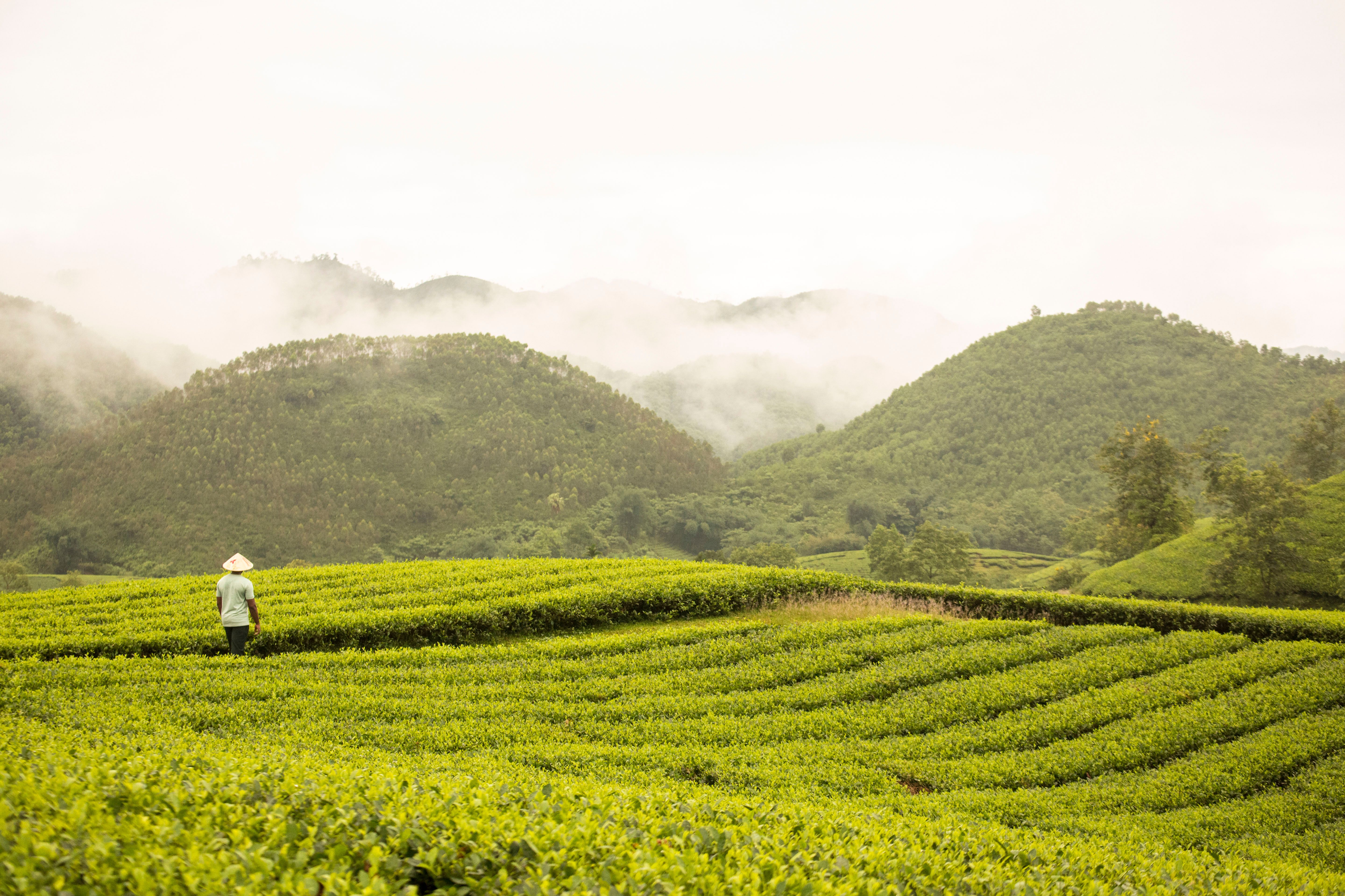 A person walking through a tea field · Free Stock Photo