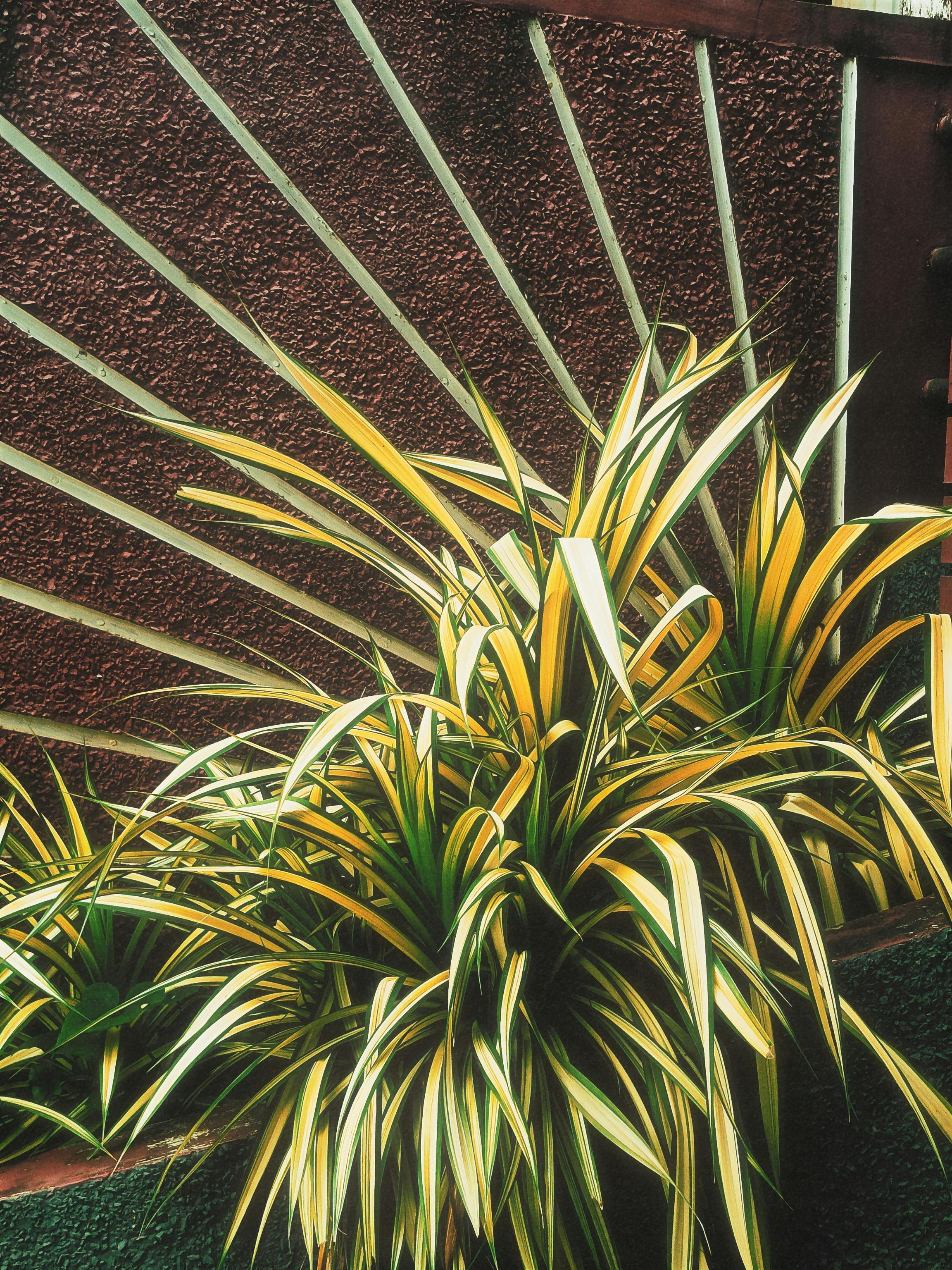 Green Pandanus Growing Outdoors · Free Stock Photo
