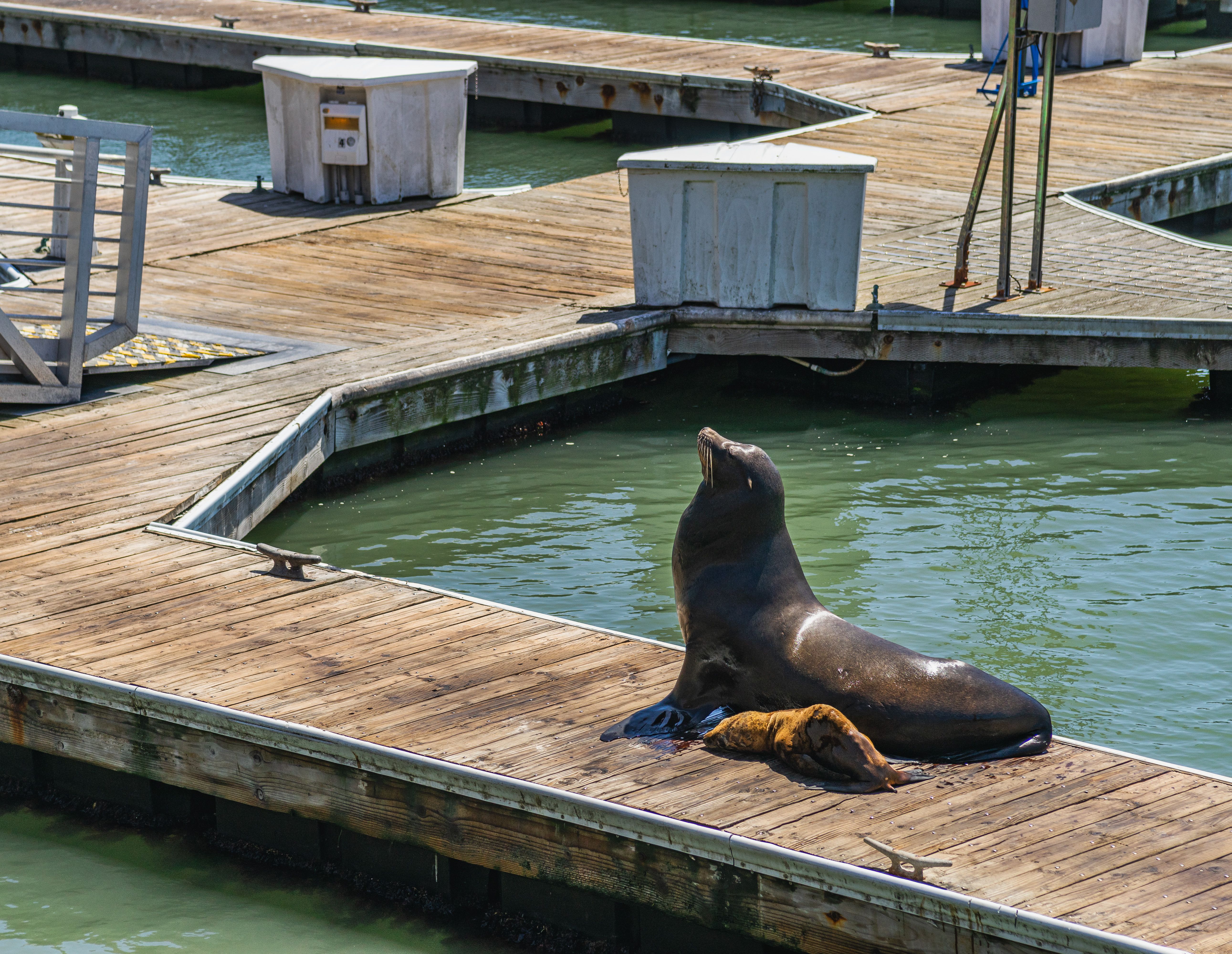 A Seal Lying on a Pier · Free Stock Photo