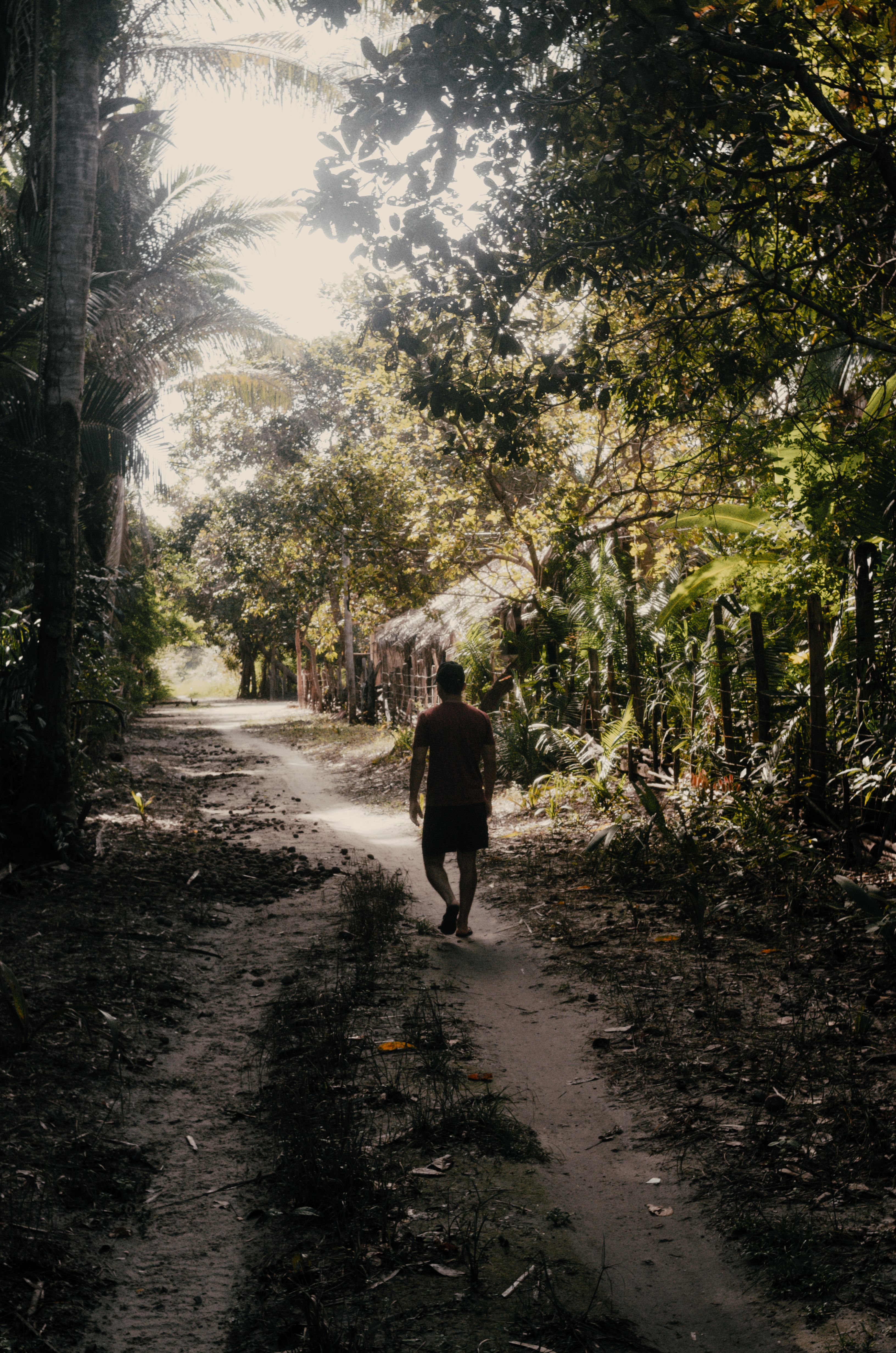 Photo Of Person Standing In Between Trees · Free Stock Photo