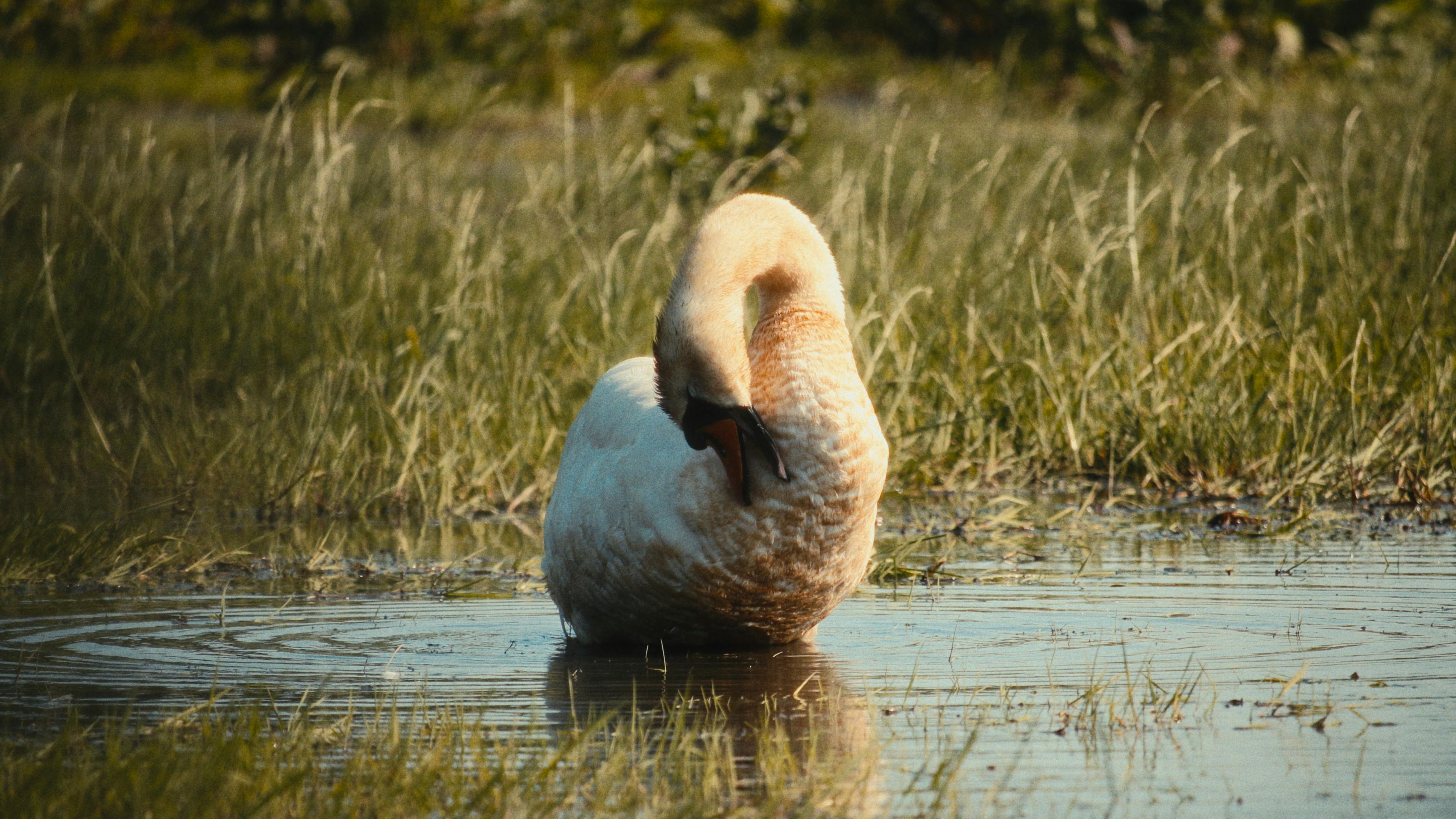 Falling Dove Photos, Download The BEST Free Falling Dove Stock Photos ...