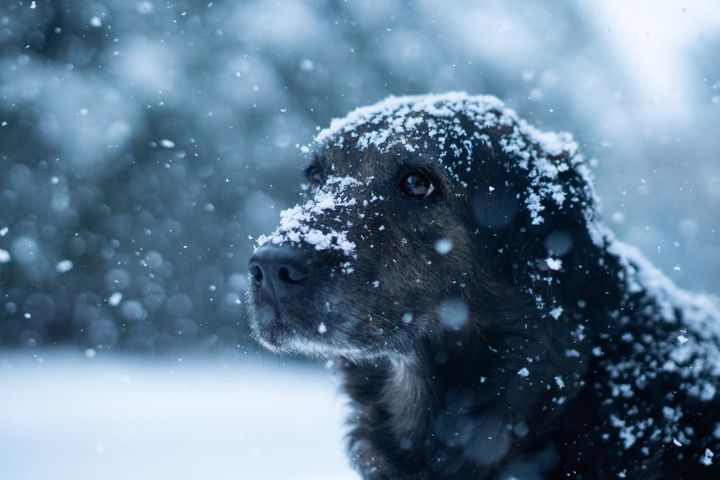 Unleashing Dog Eye Colors: Common Shades and Rare Variants