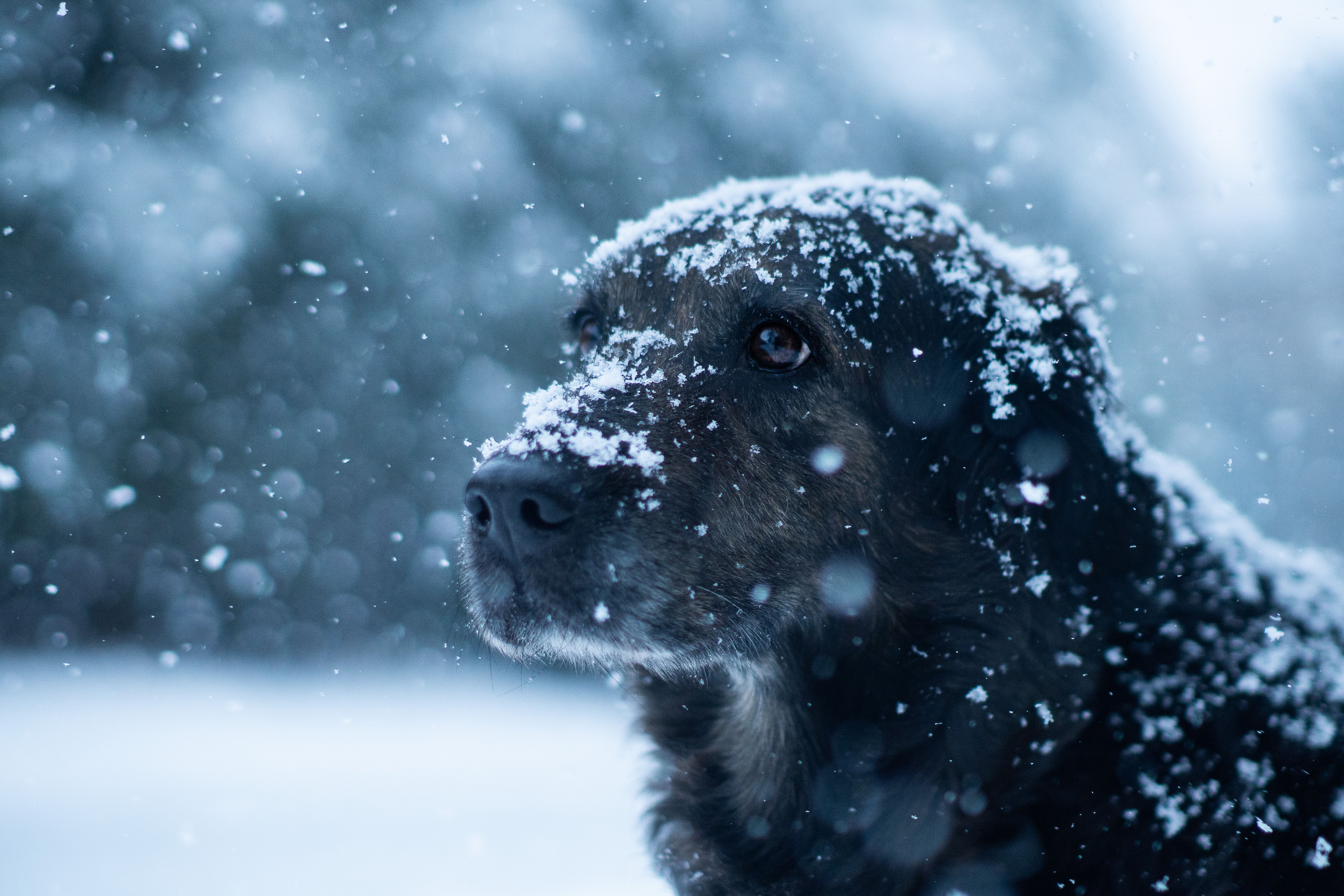 Brown Dog Covered with Snow · Free Stock Photo