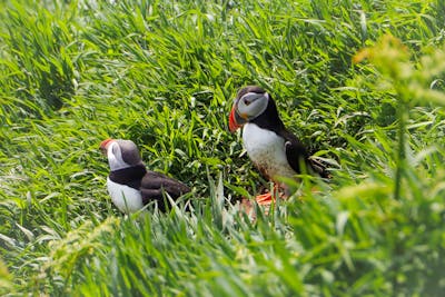 Puffins Photos, Download The BEST Free Puffins Stock Photos & HD Images