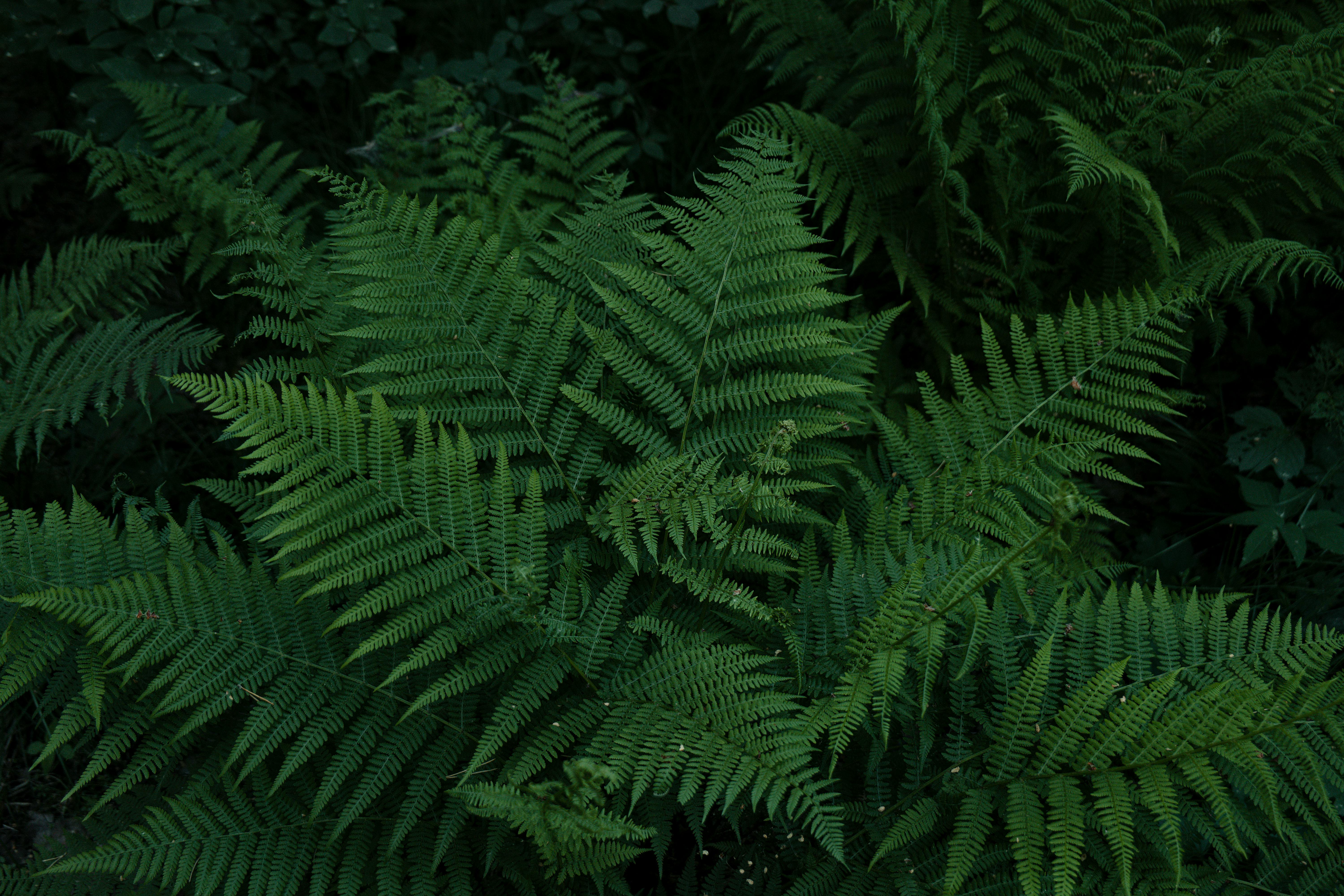 Dark green fern leaves · Free Stock Photo