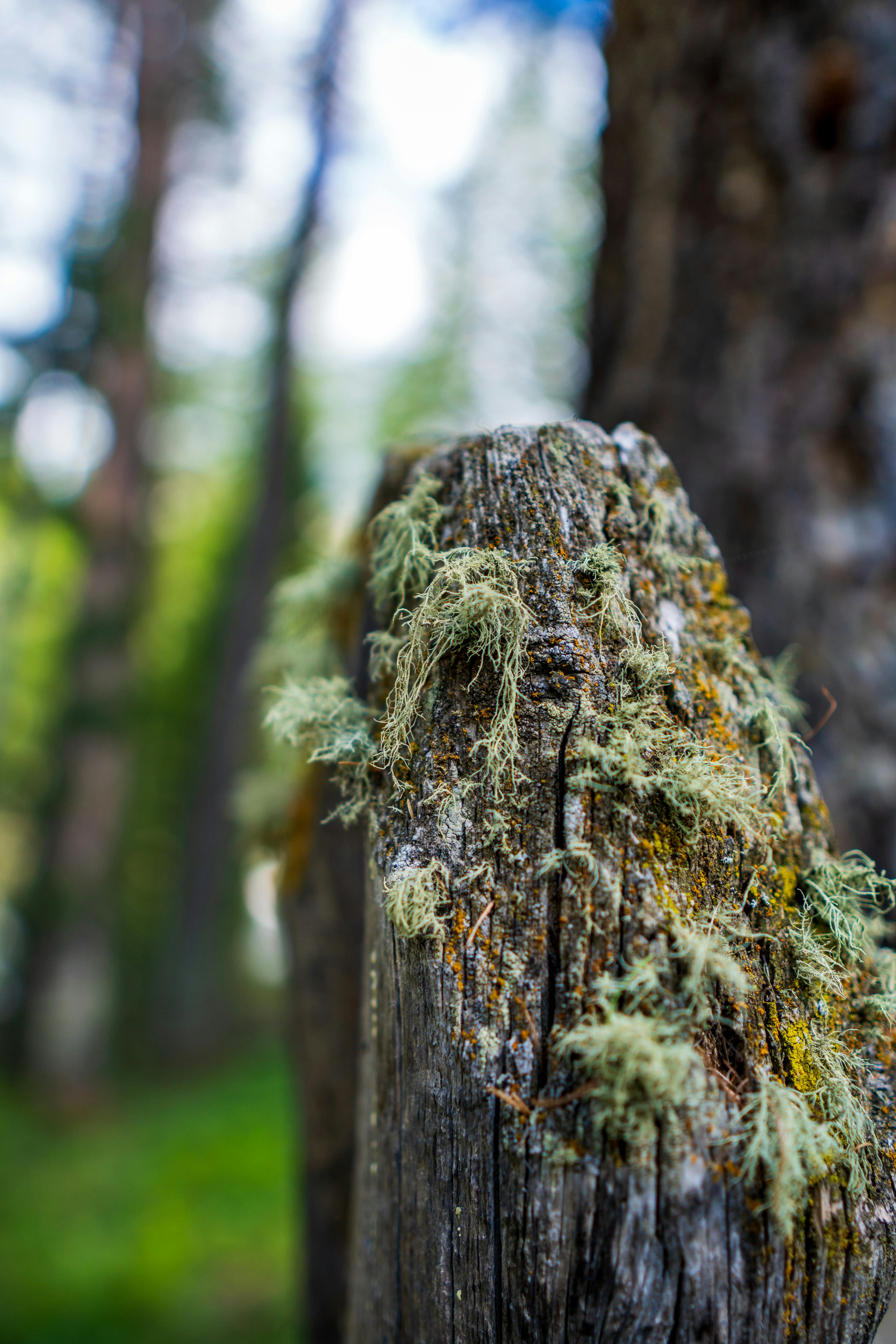 Selective Focus of Rotten Tree Trunk · Free Stock Photo