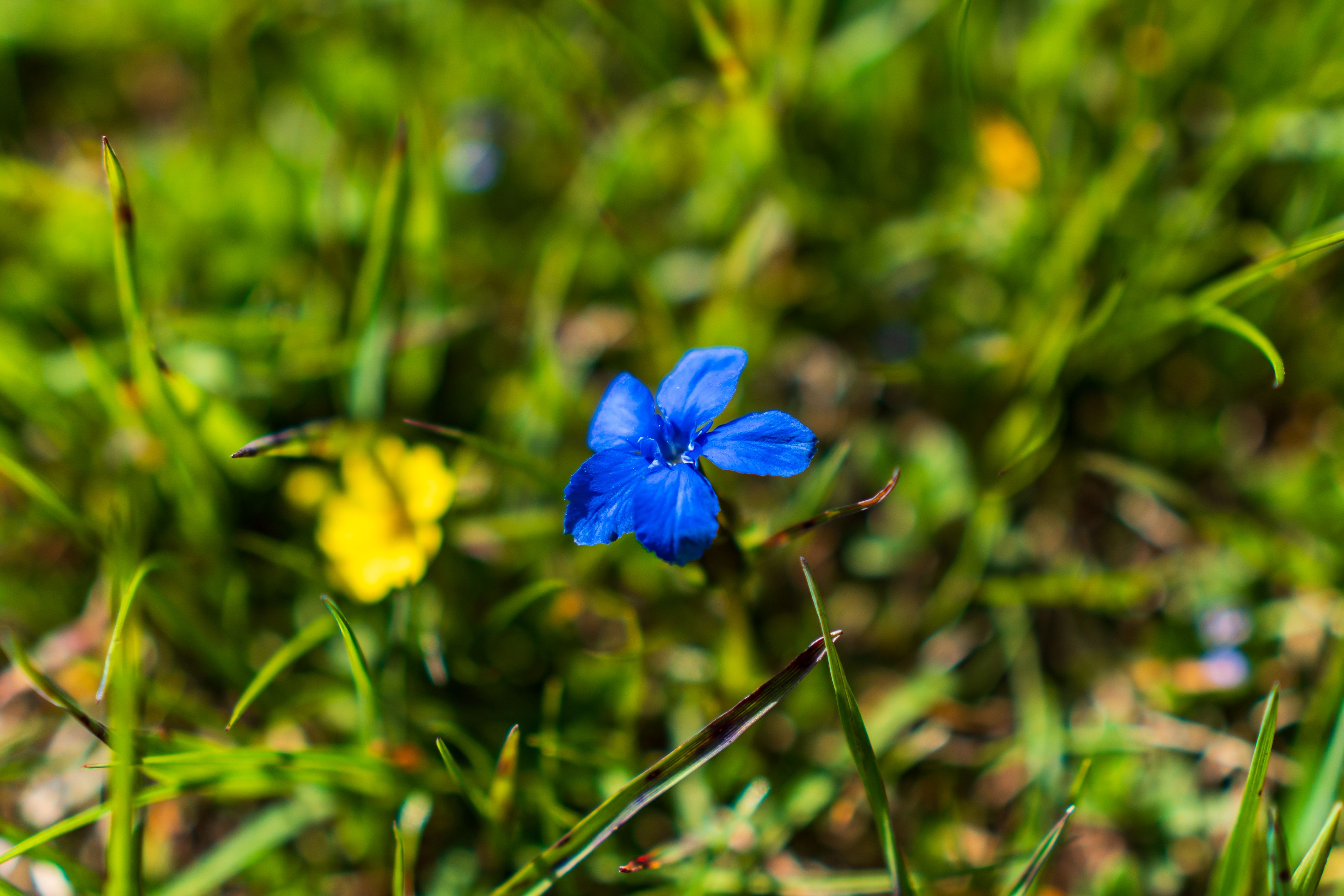 Blue Flower on Meadow · Free Stock Photo