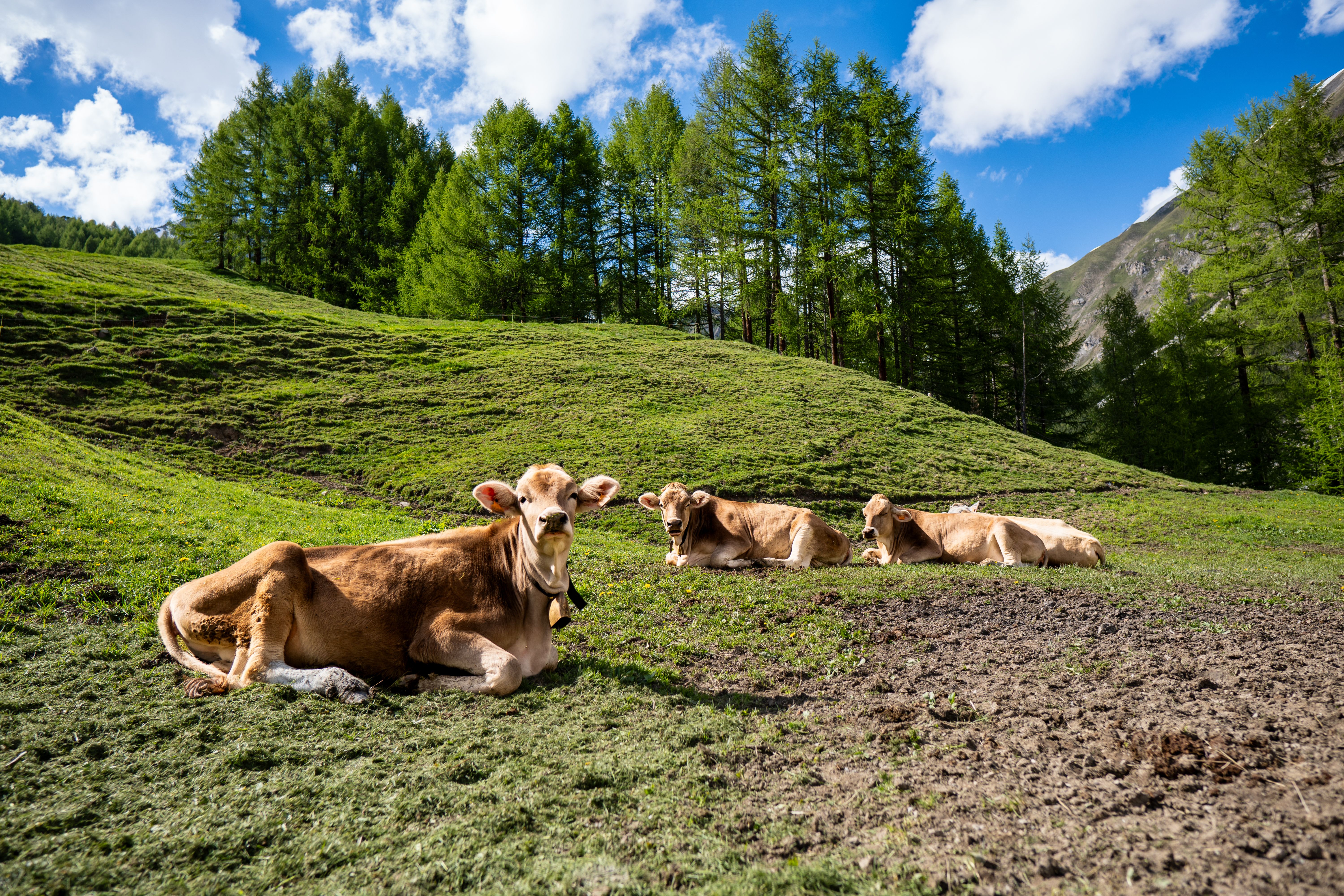 A group of cows laying down in a grassy field · Free Stock Photo