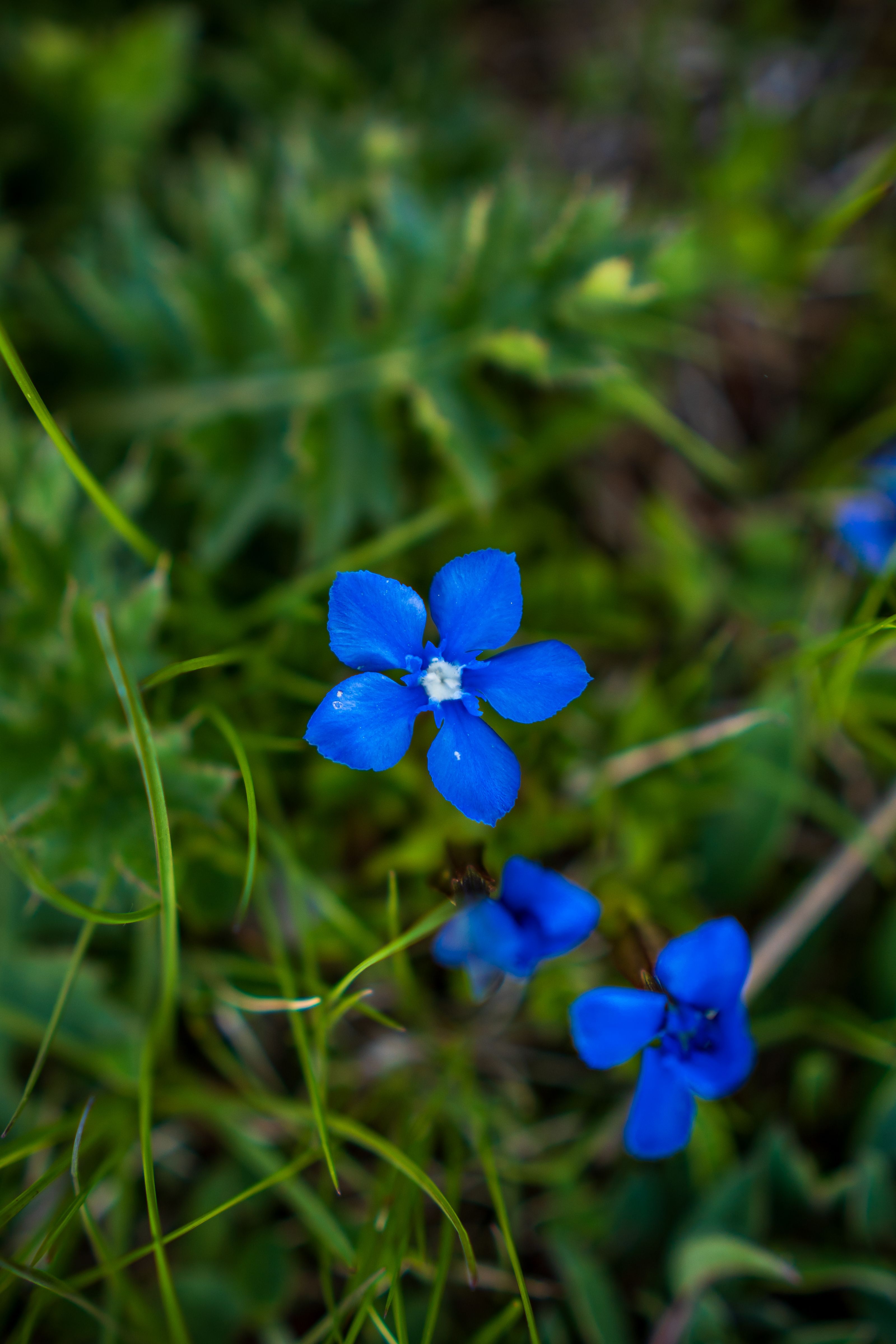 Blue Flowers on Meadow · Free Stock Photo