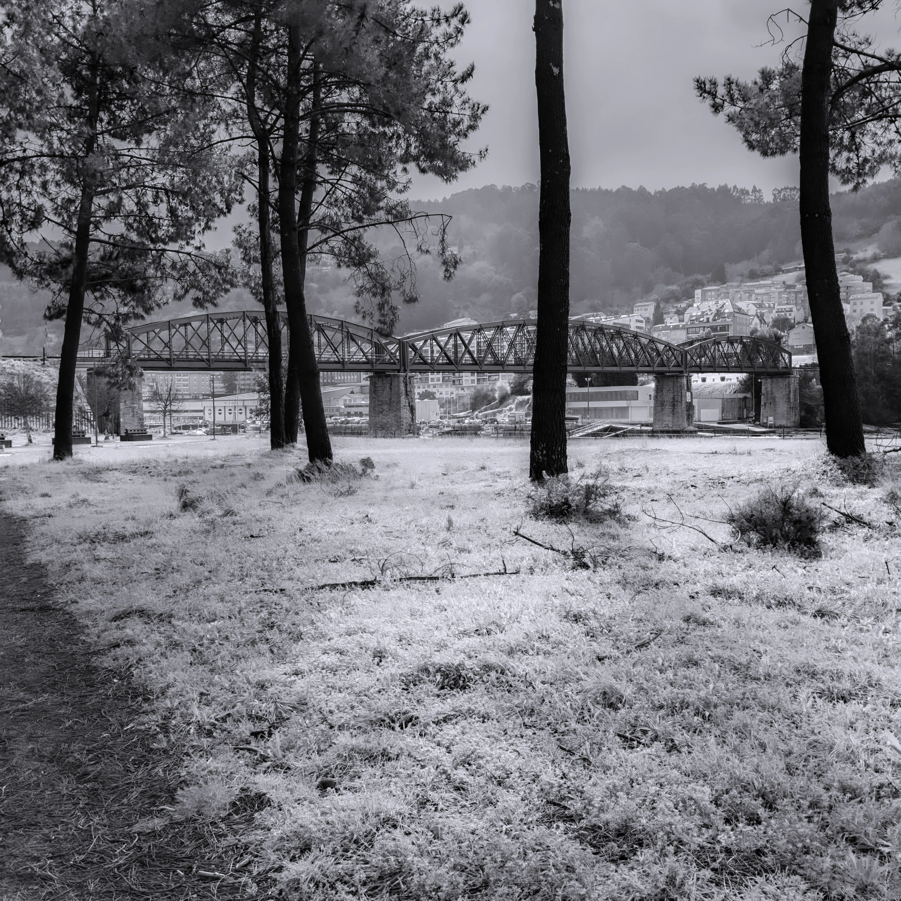 Bridge behind Trees in Black and White · Free Stock Photo