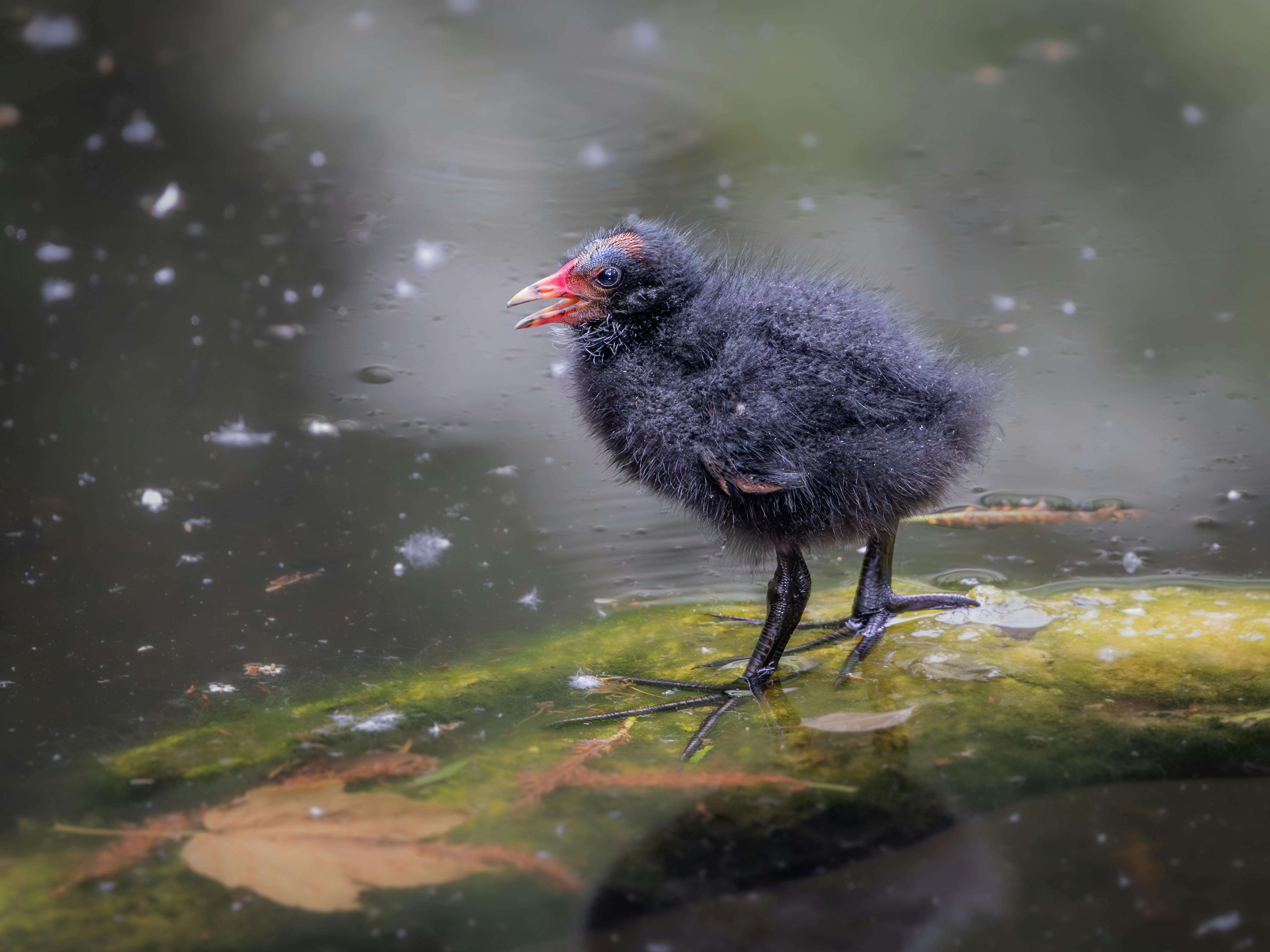 Selective Focus of Common Moorhen Chick on Water · Free Stock Photo