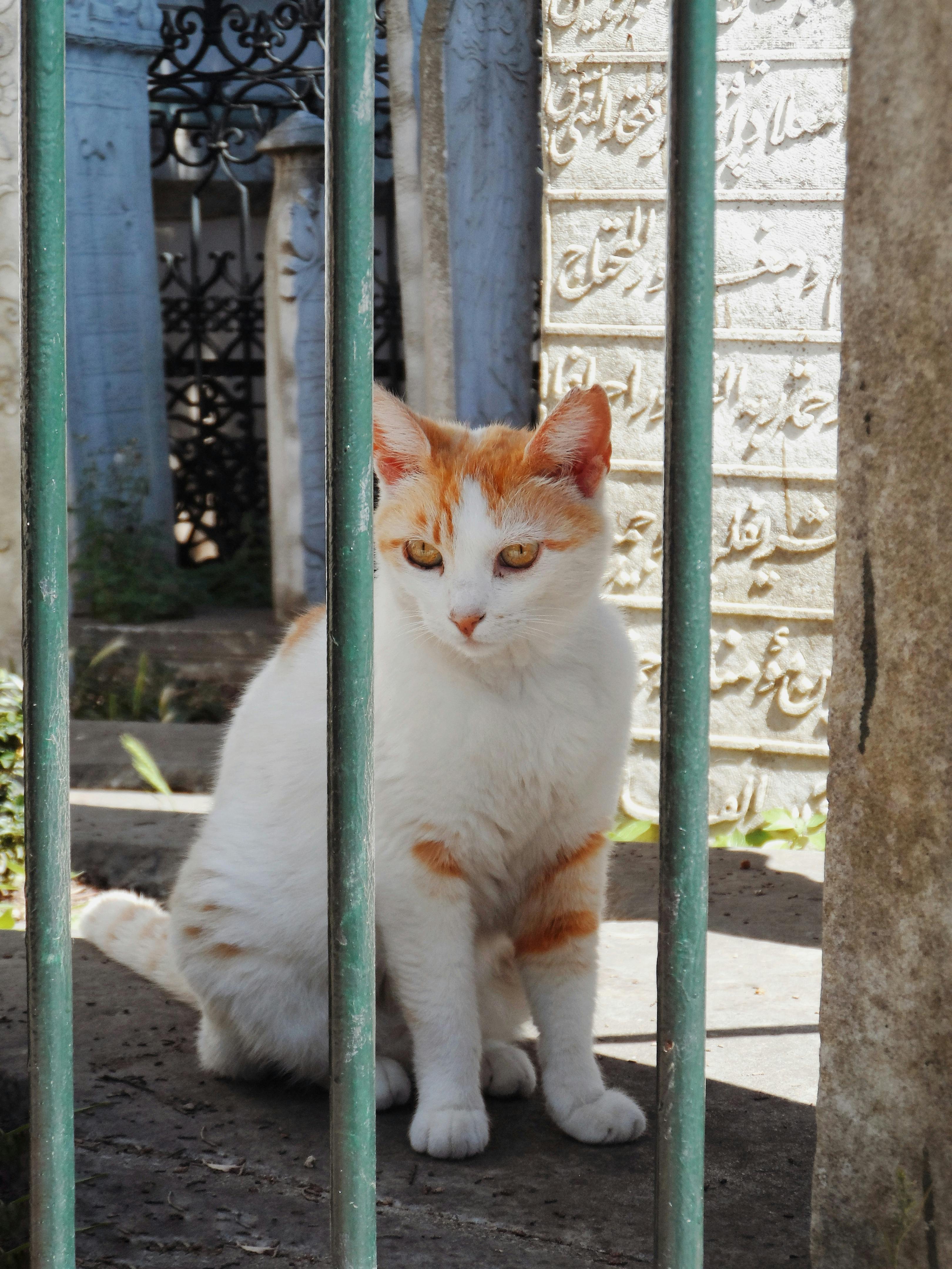 Cat Sitting behind Bars · Free Stock Photo