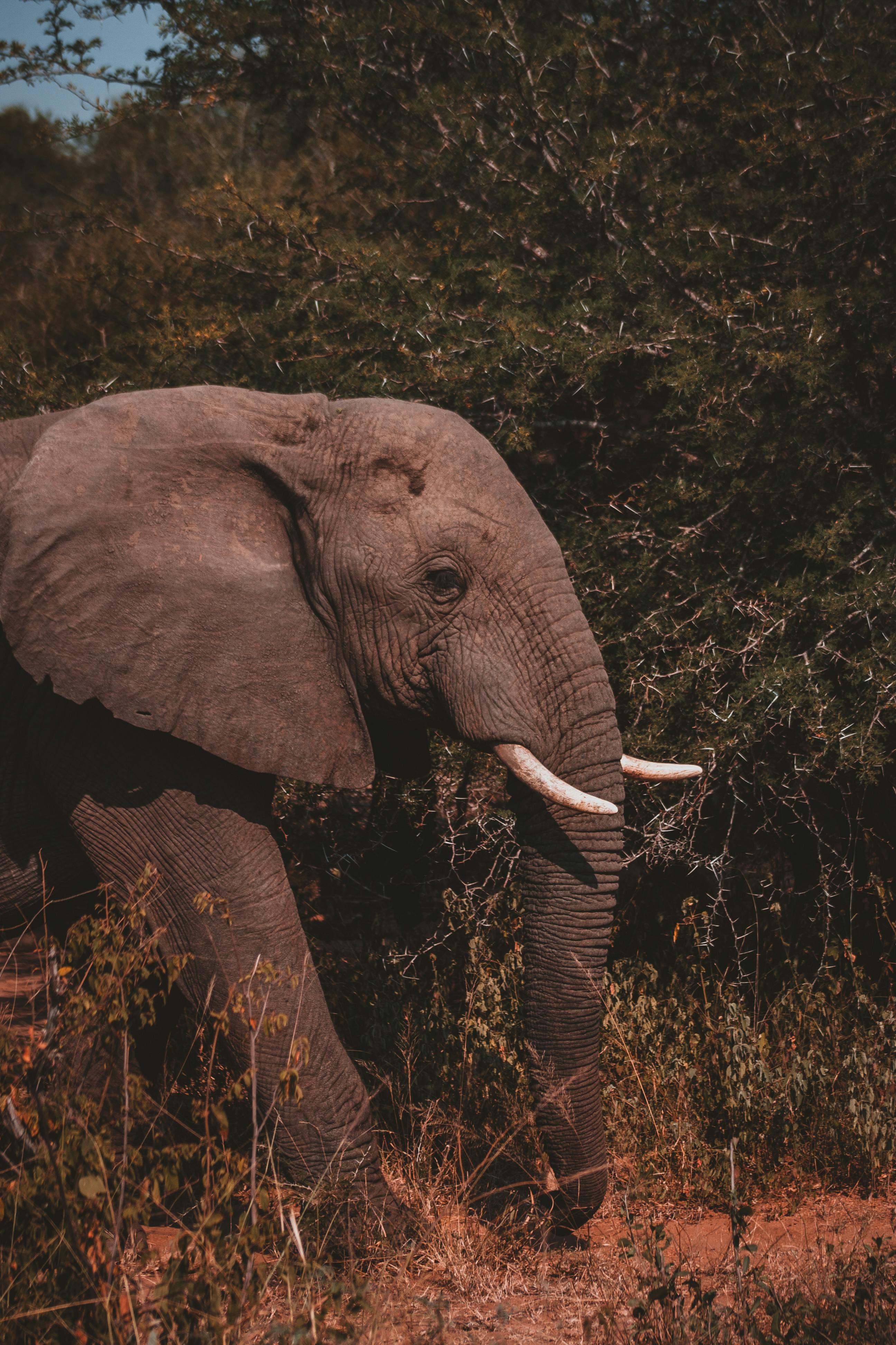 Biodiversity And Conservation Photos, Download The BEST Free ...