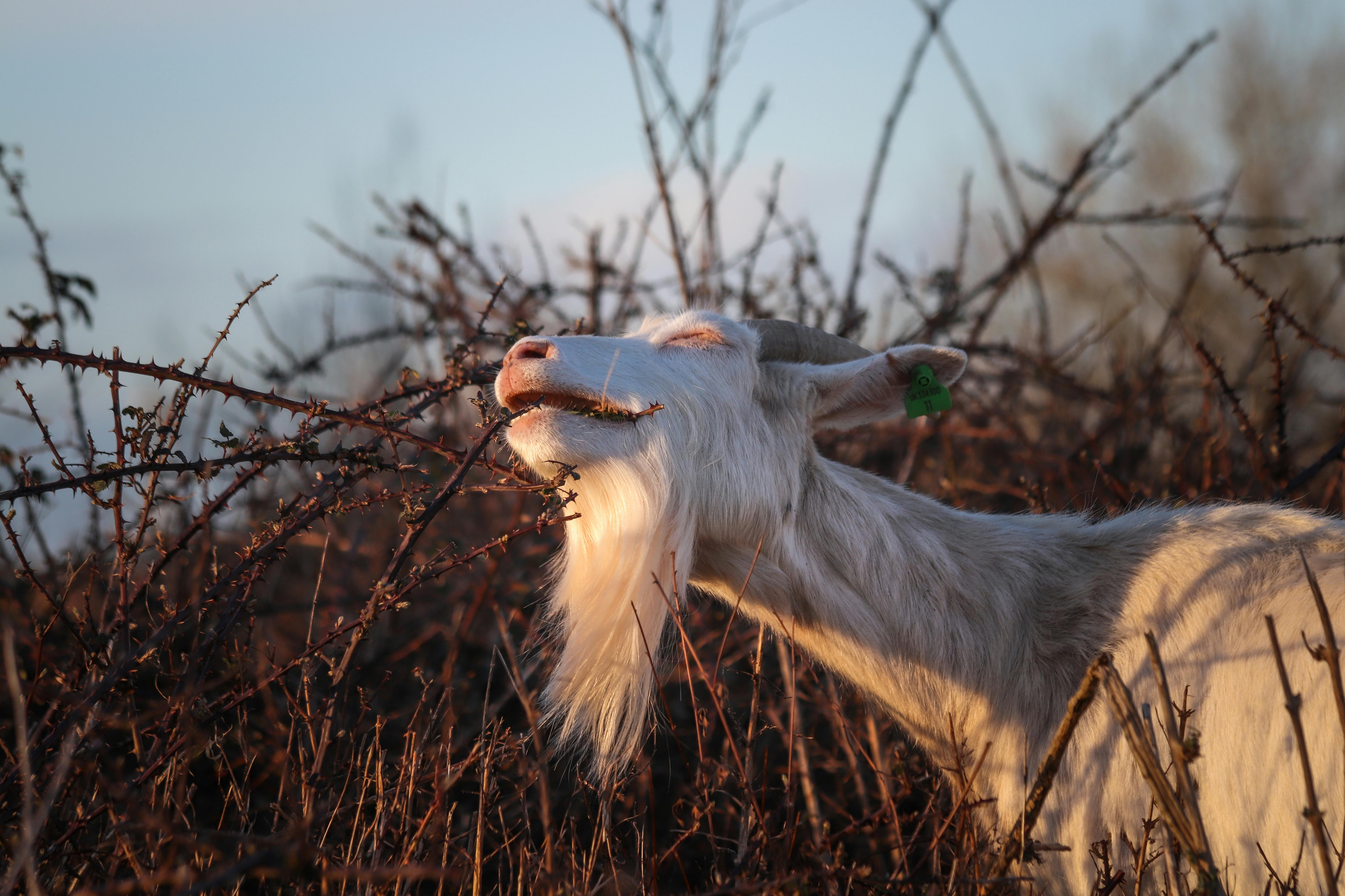 Goat Eating Shrub · Free Stock Photo