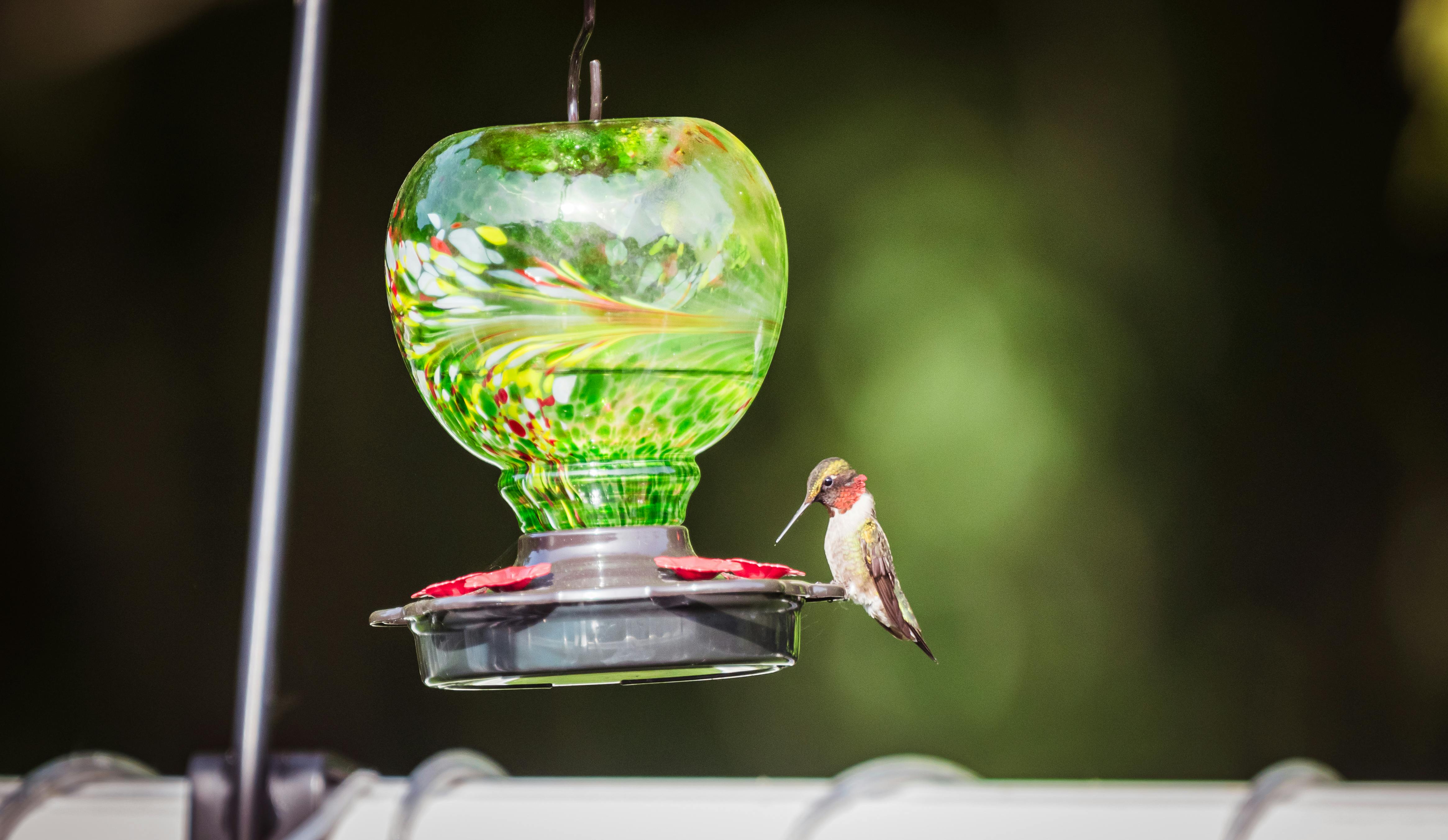 Hummingbird Perching on Feeder · Free Stock Photo