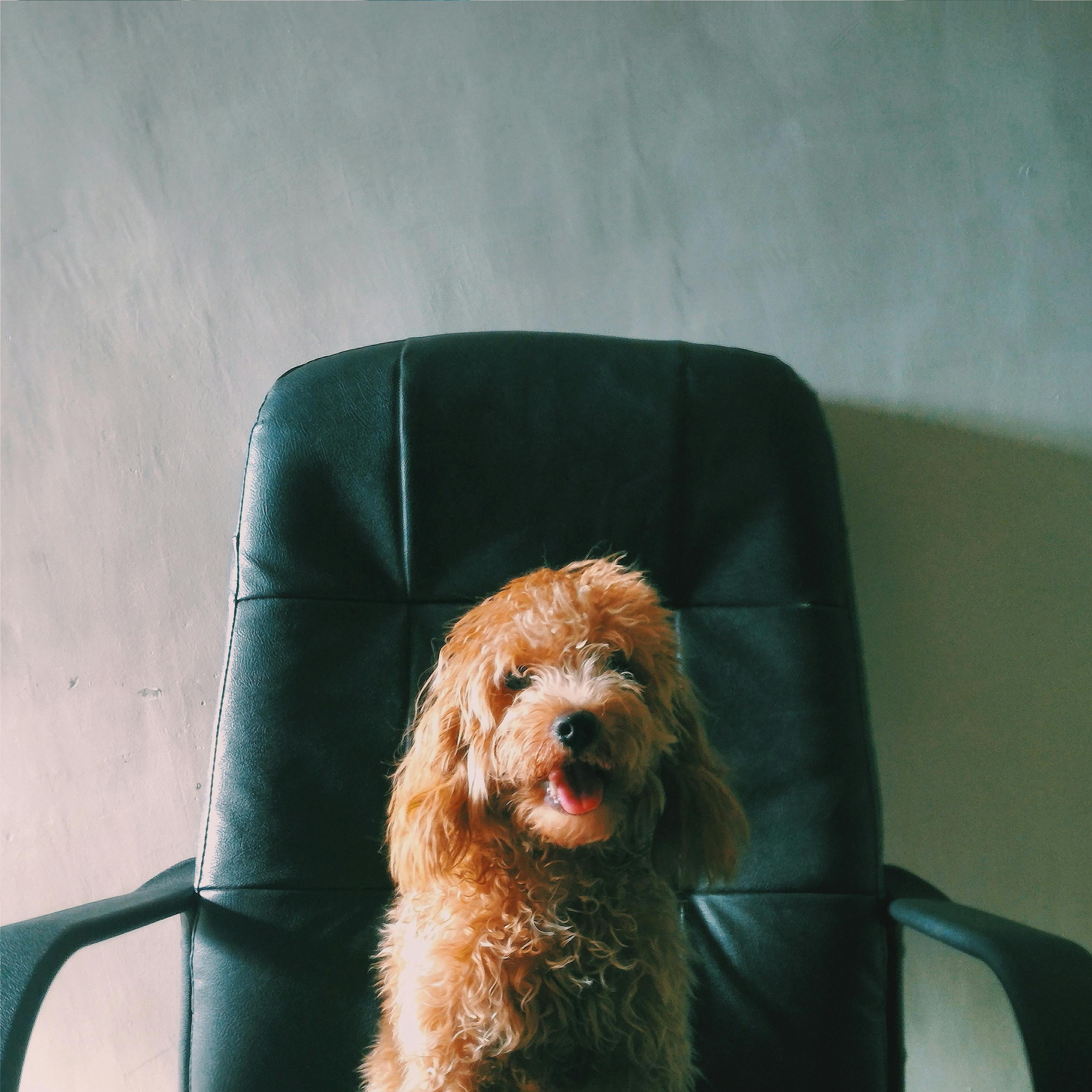 Random Images · Pexels