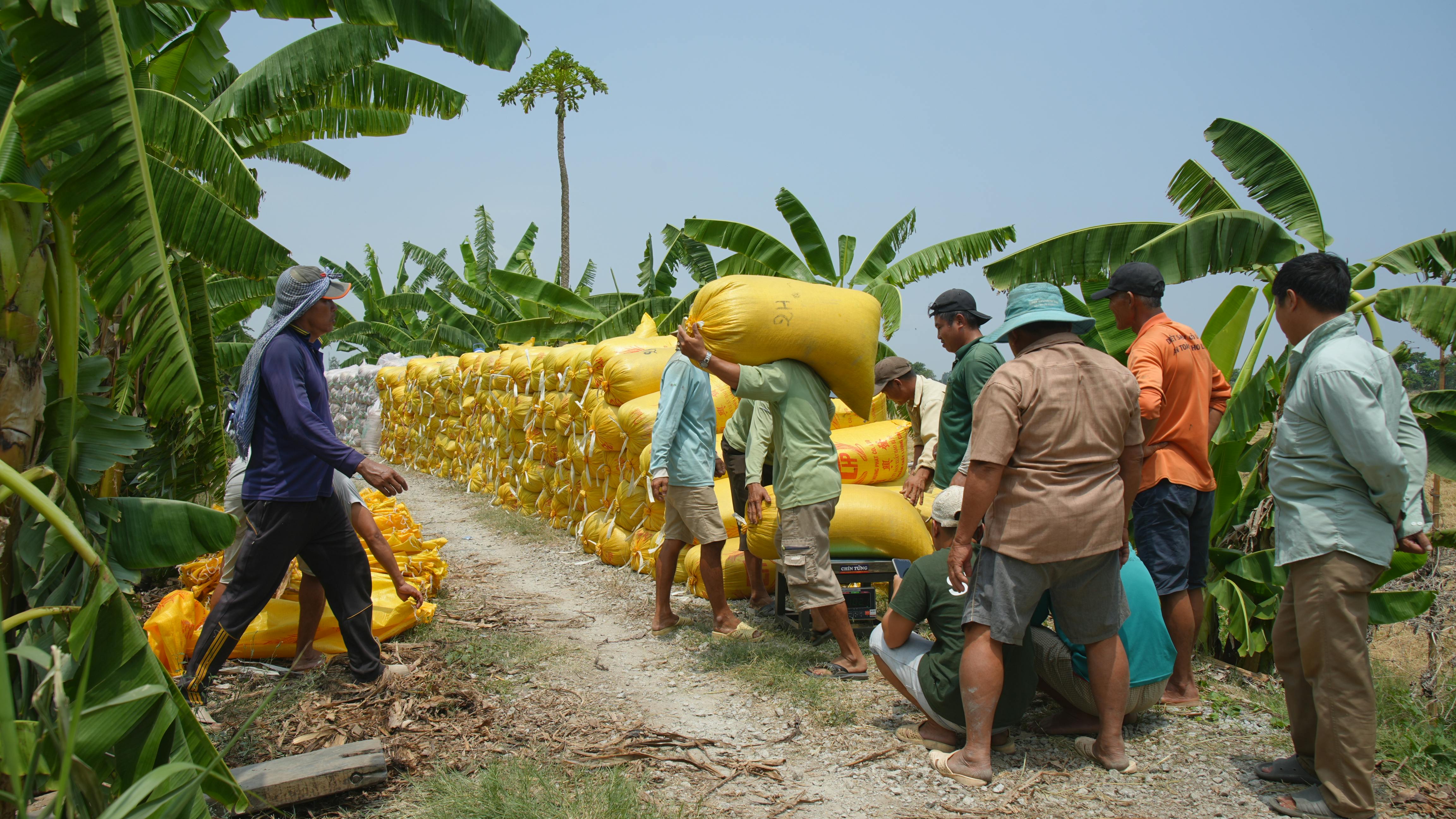 Farmers Bringing Sacks of Crops on Scale · Free Stock Photo