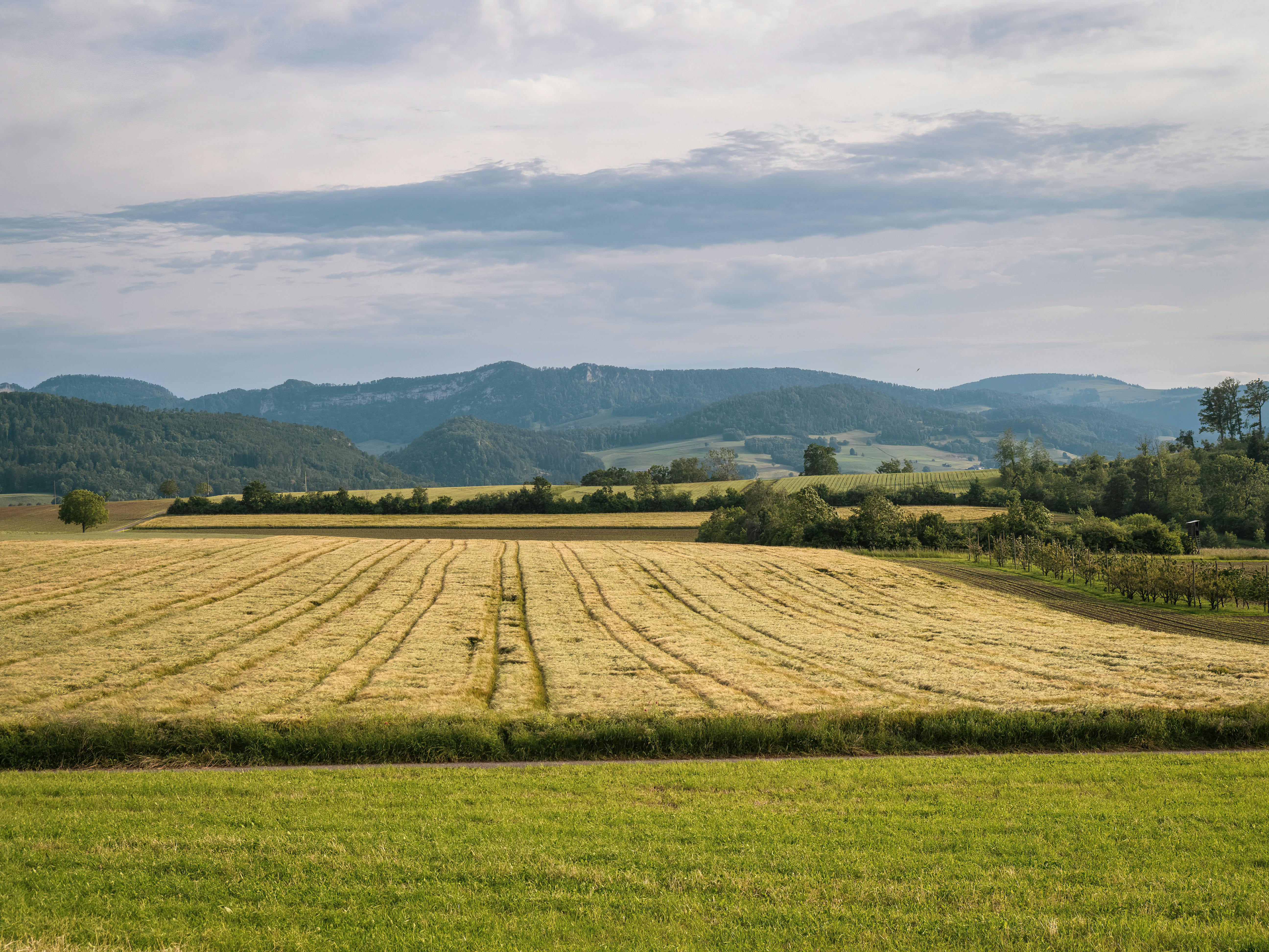 Foto profissional gratuita de agrário, agricultura, agro, agronomia, ao ...