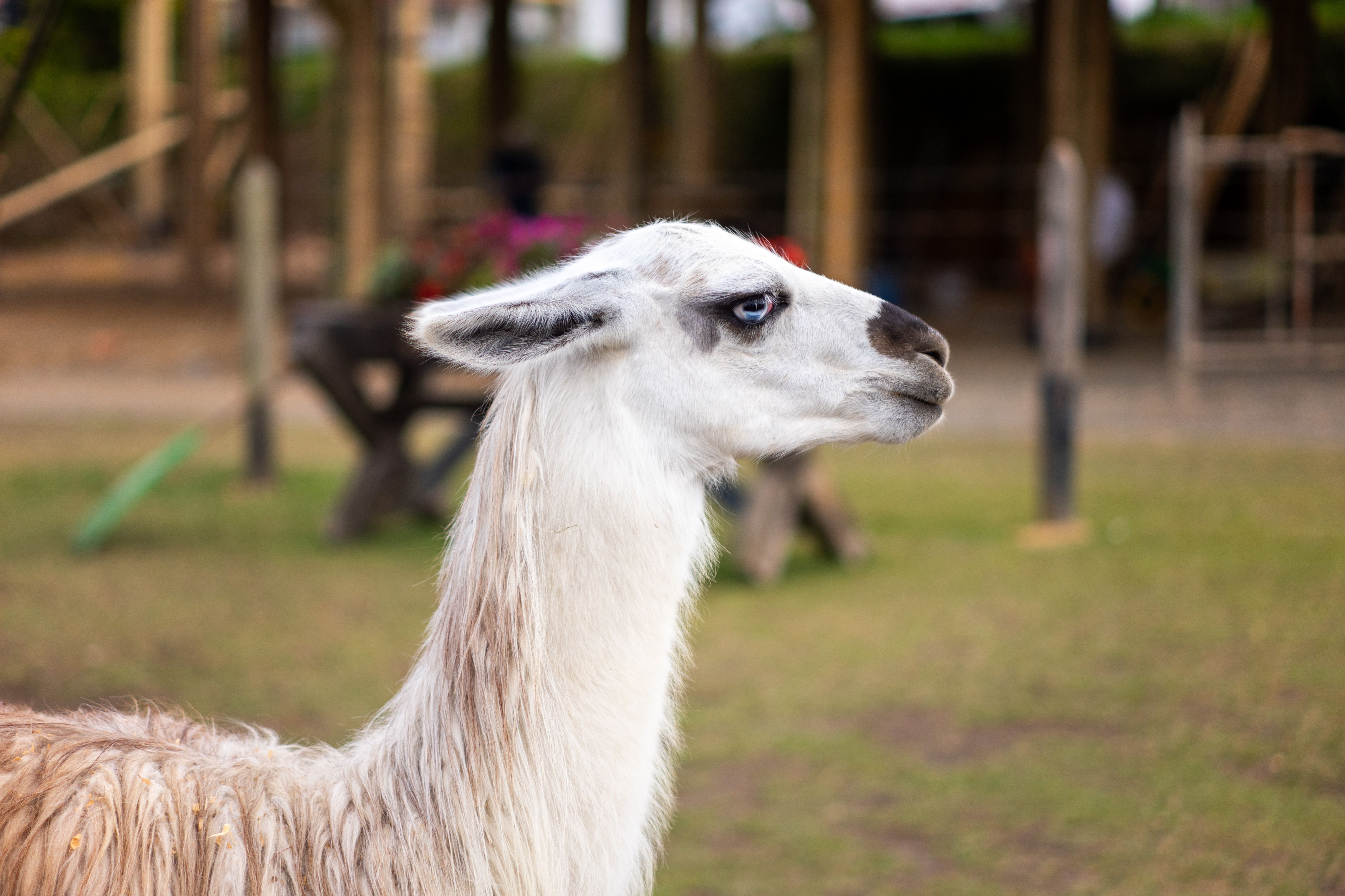Side View of Llama · Free Stock Photo