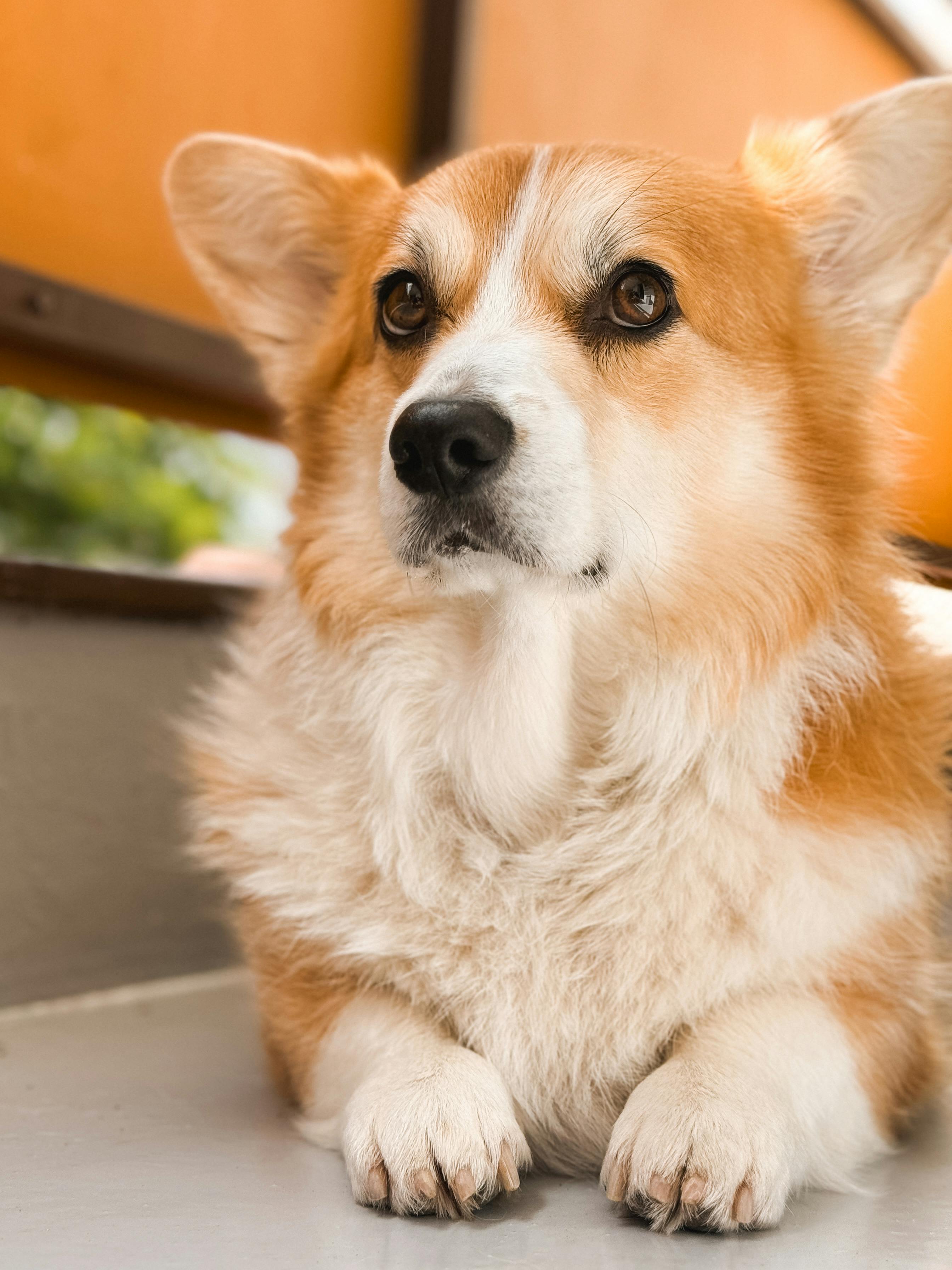 Perro Pembroke Welsh Corgi Tumbado En El Suelo Mirando Hacia Arriba ...