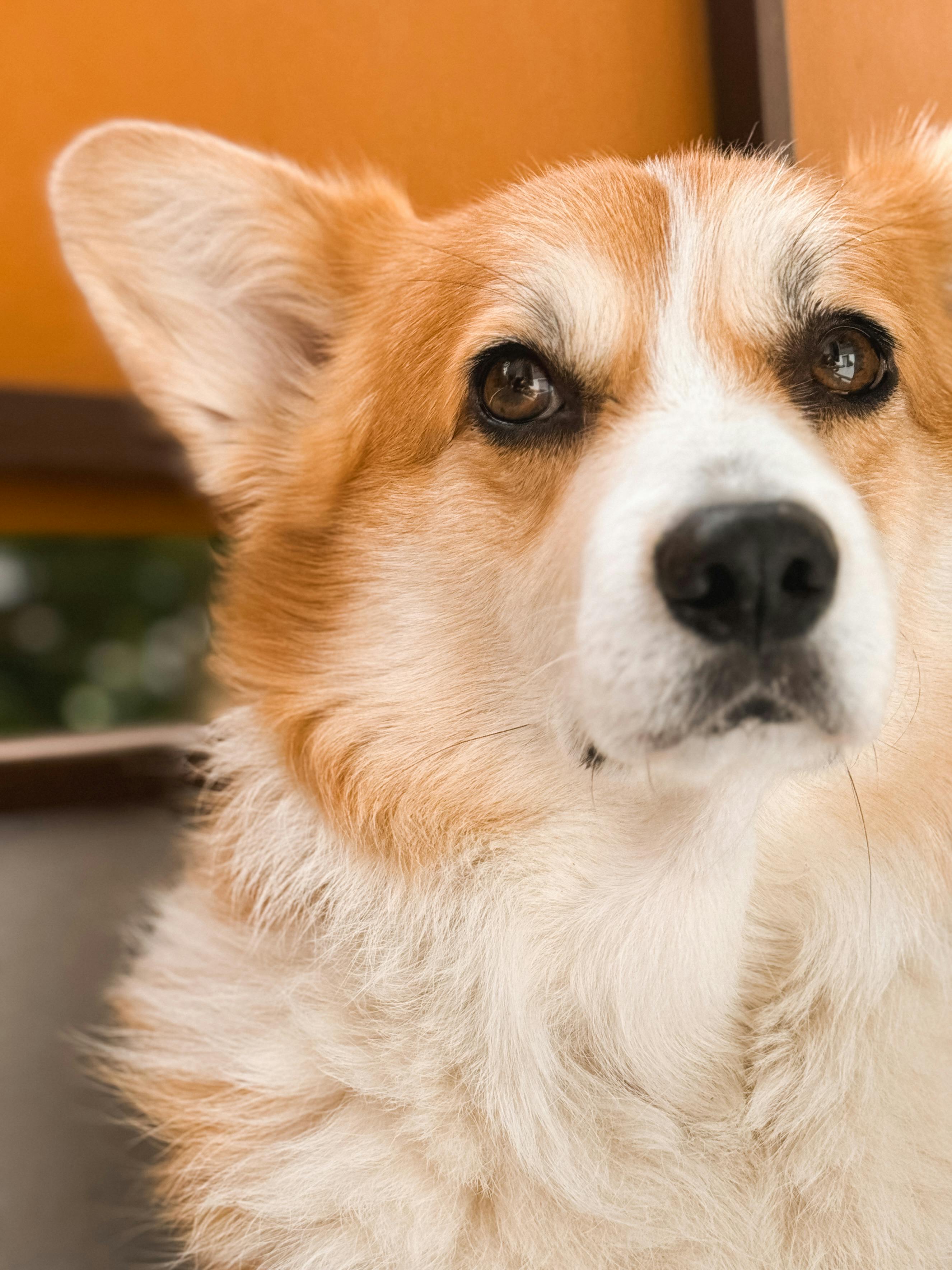 Adult Tan and White Pembroke Welsh Corgi Sits on Floor · Free Stock Photo