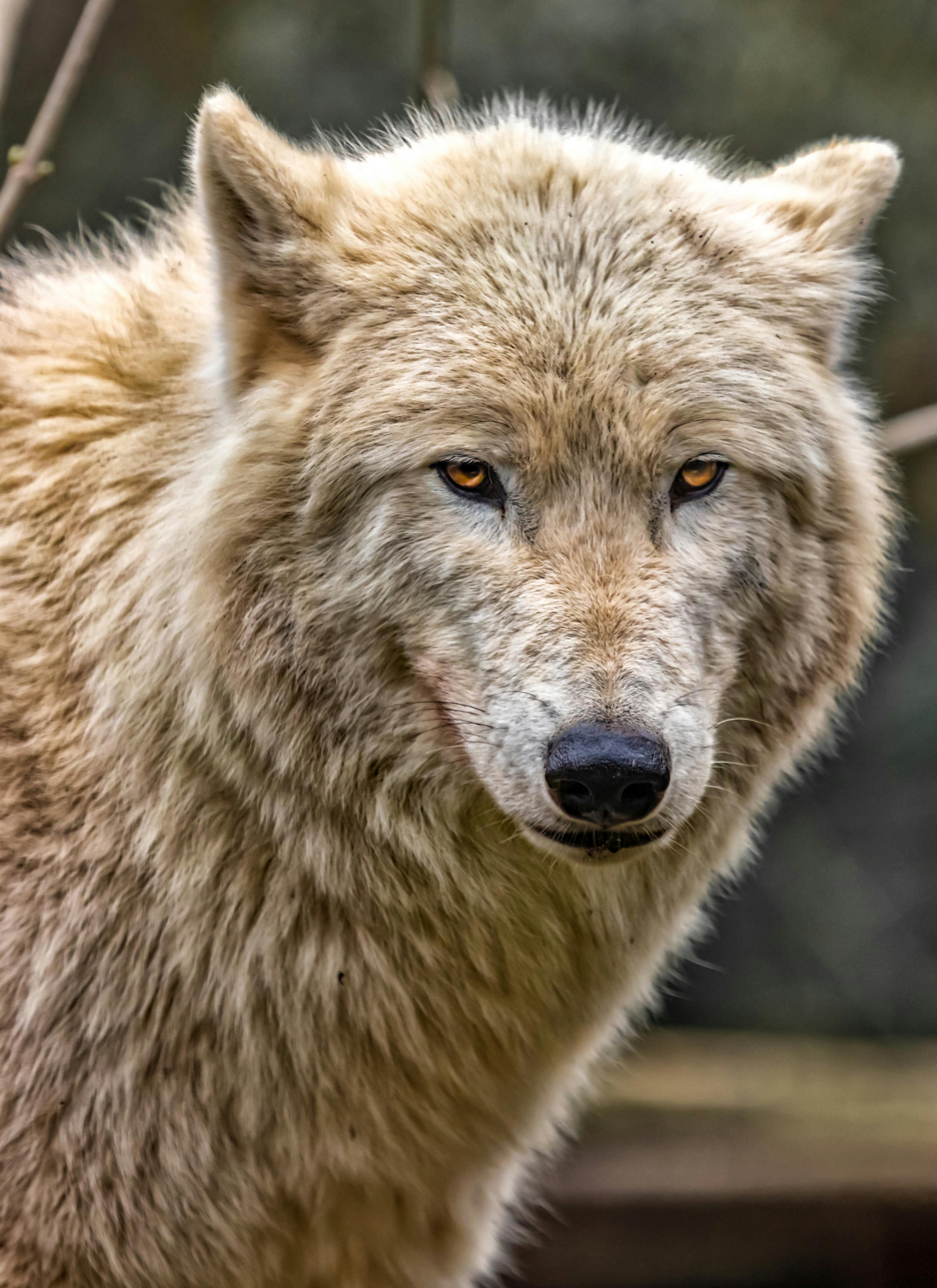 A Close-Up Shot of a White Wolf · Free Stock Photo