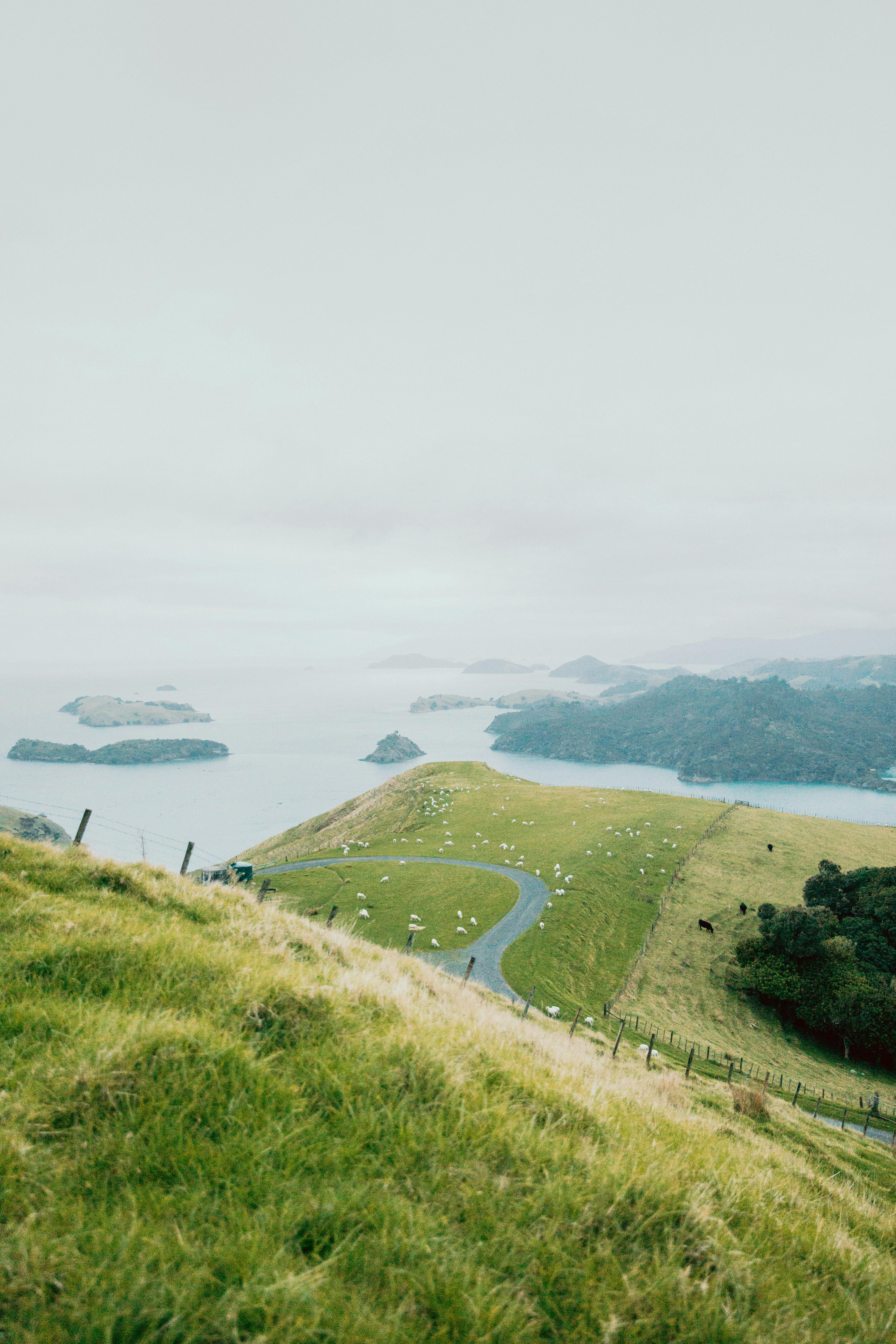 Local’s Livestock Photos, Download The BEST Free Local’s Livestock ...