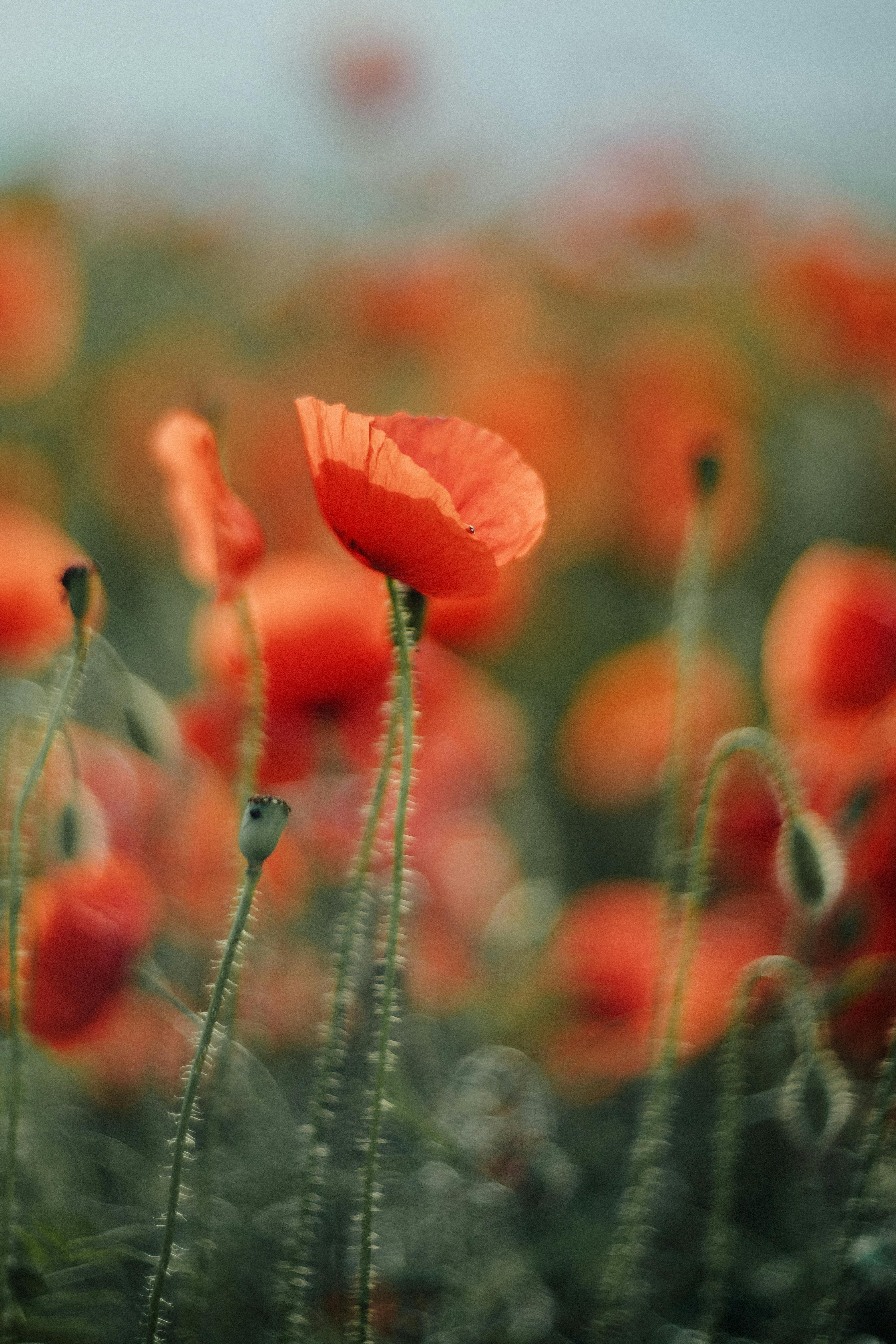 Red Poppies in Nature · Free Stock Photo