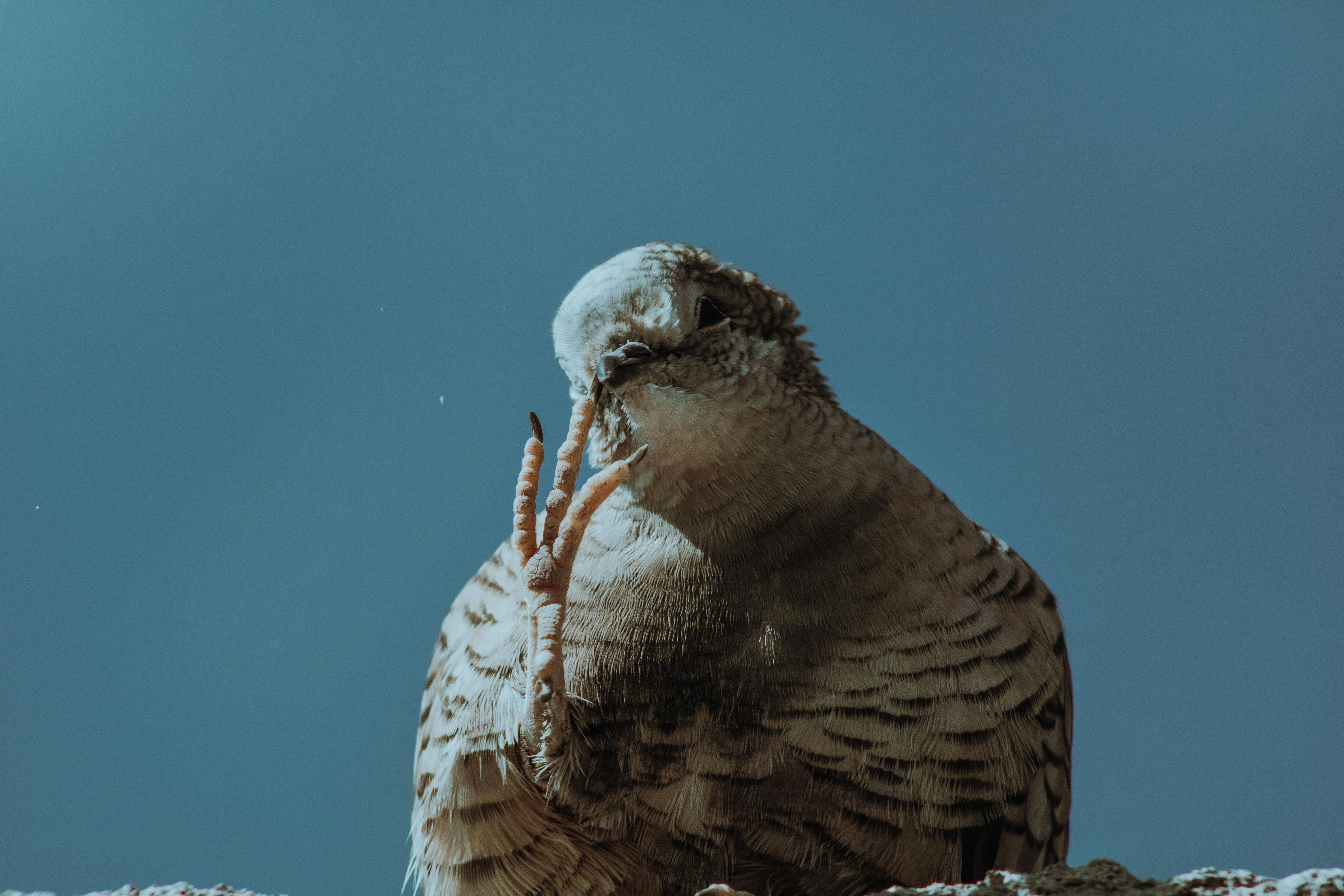 Bird Scratching Head · Free Stock Photo