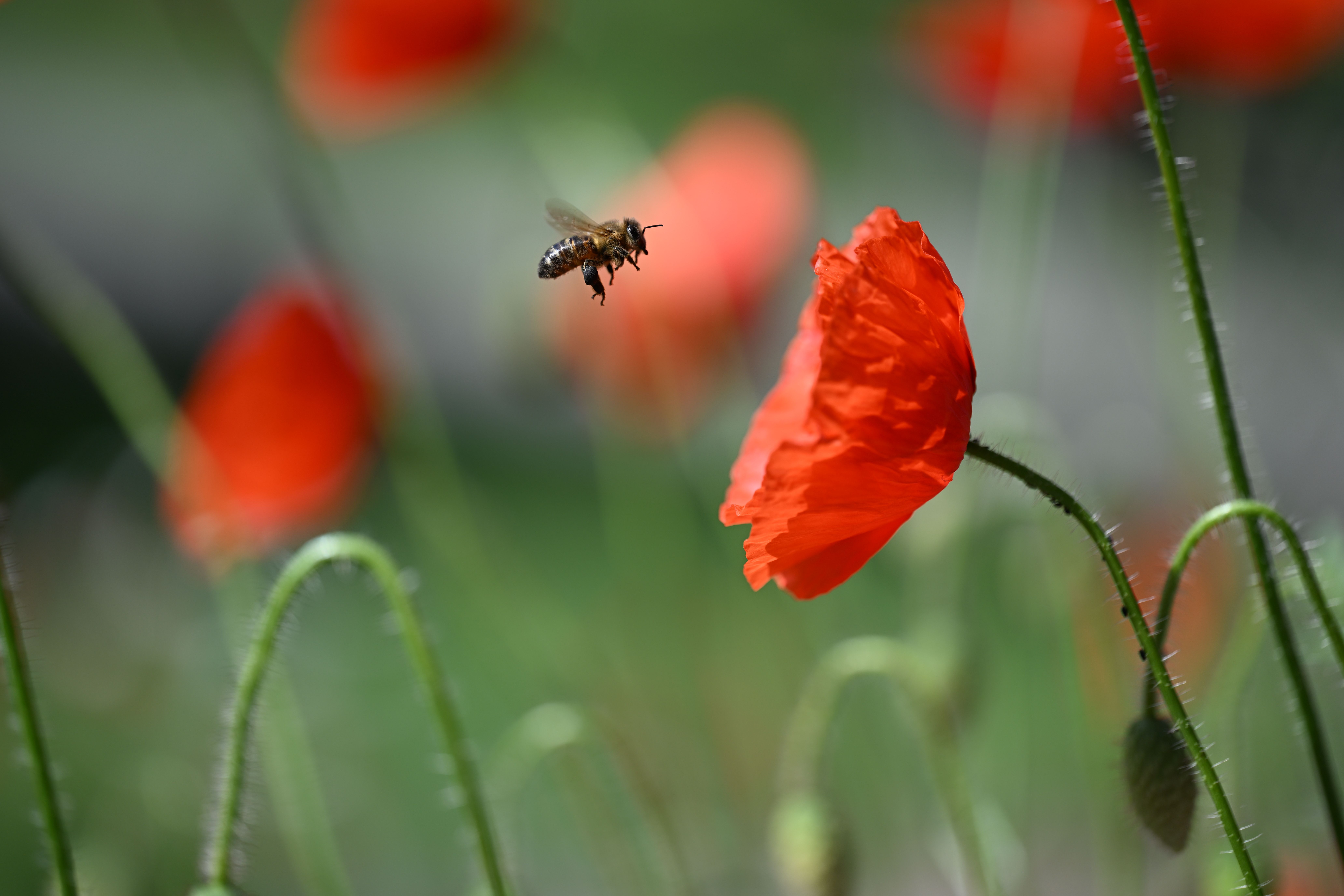 Honey Bee Flying over Poppy on Meadow · Free Stock Photo