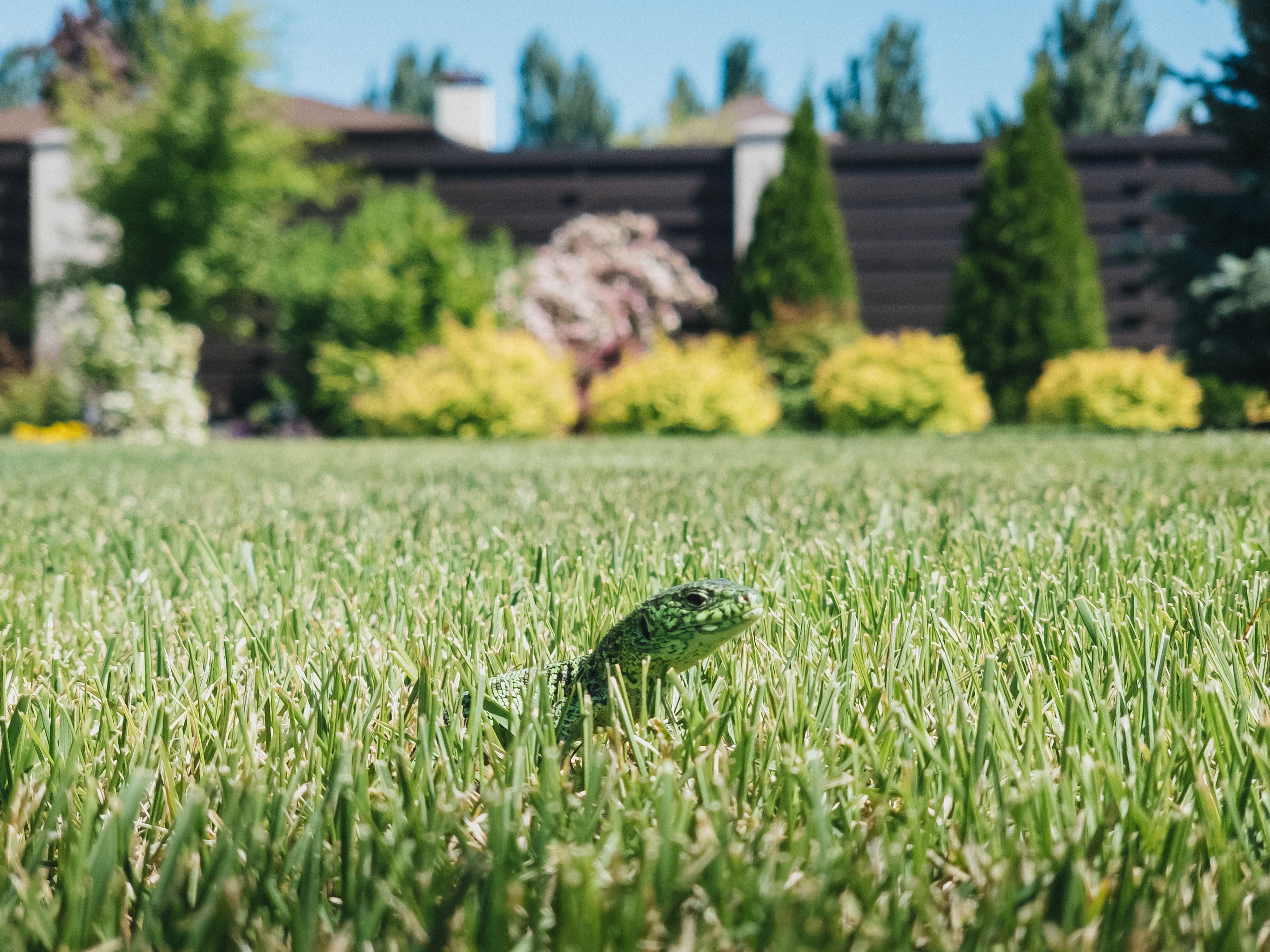 Lizard in Grass in Garden · Free Stock Photo