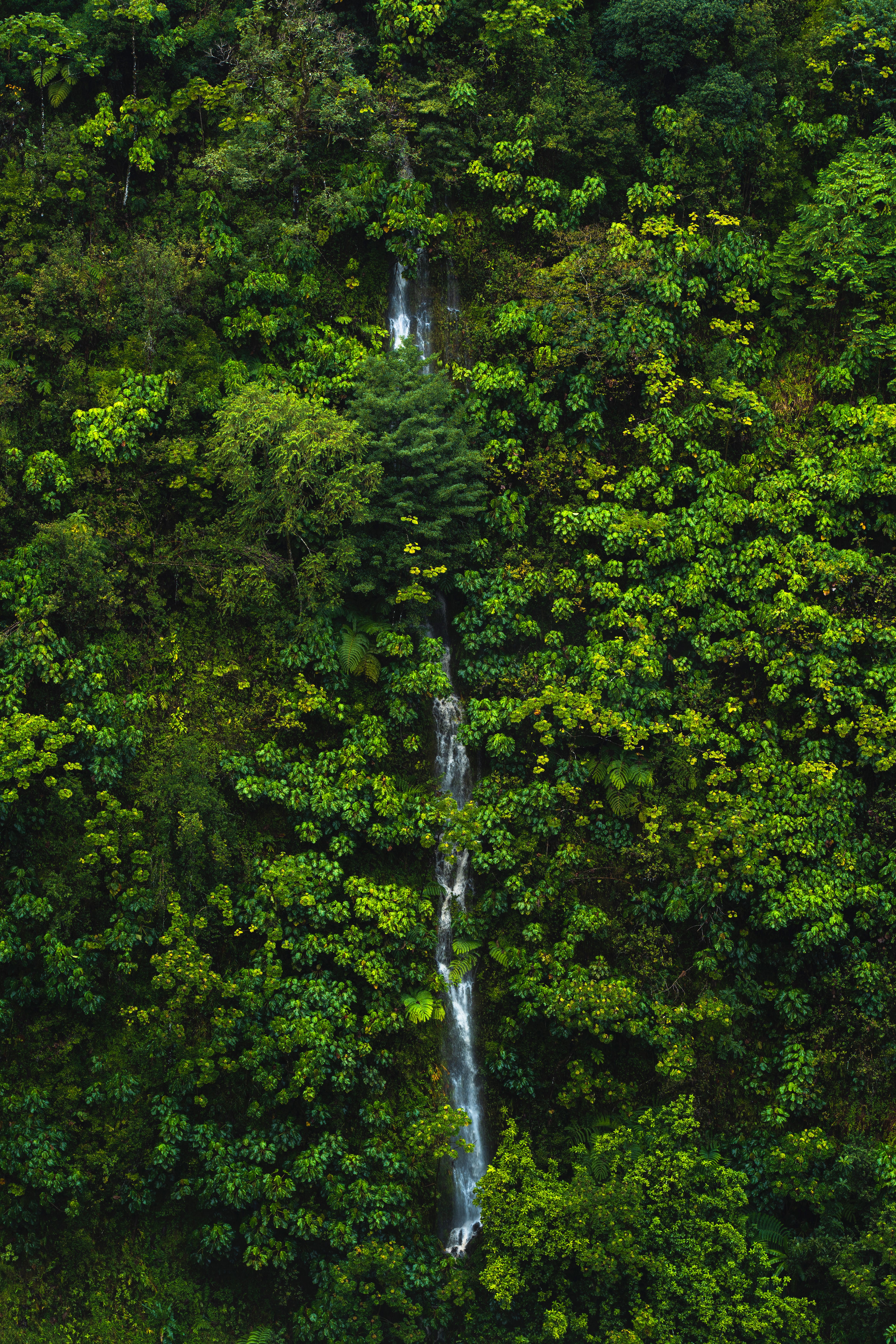 Hawai'ian Waterfall · Free Stock Photo