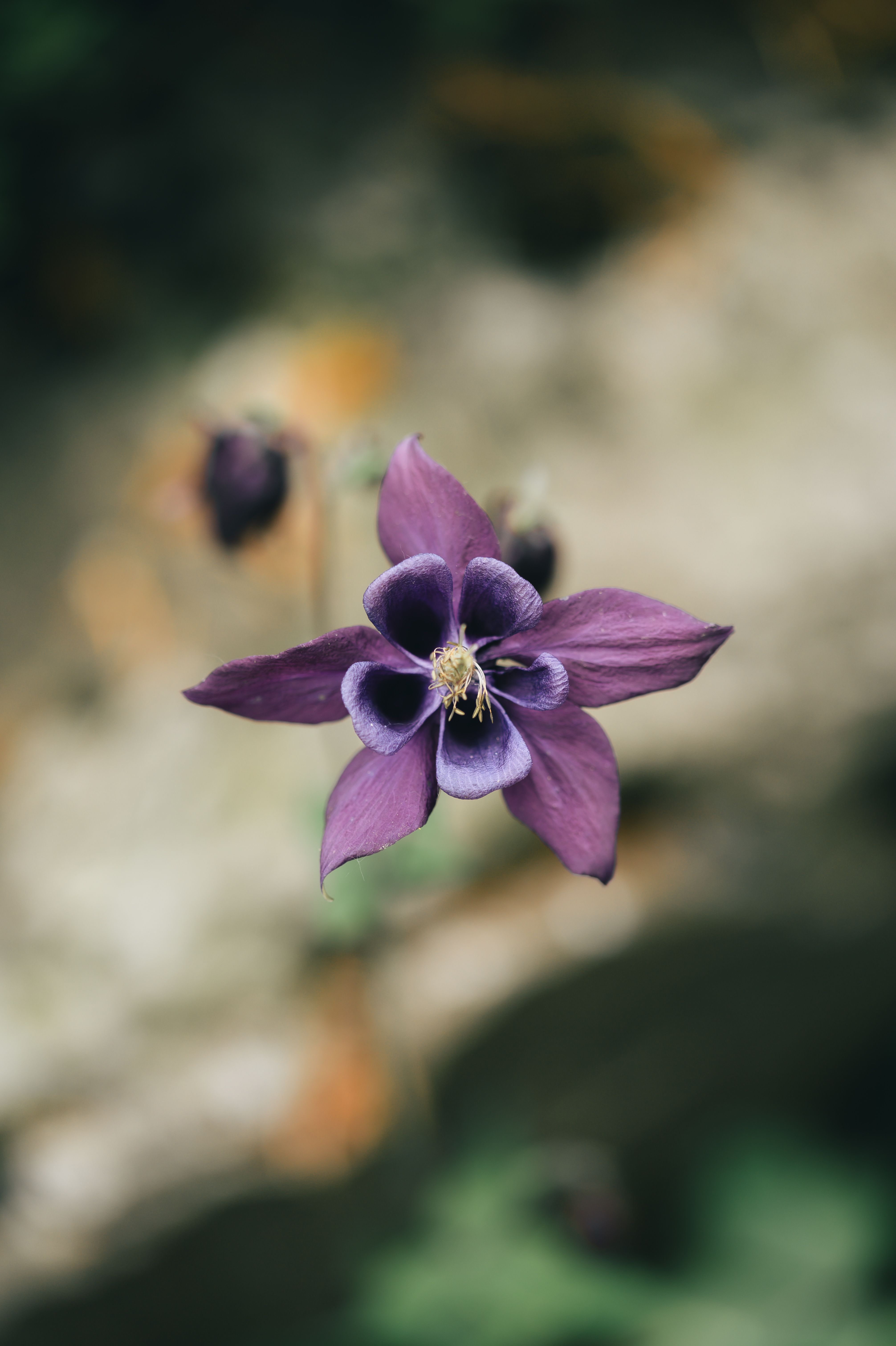 Purple Flower in a Forest · Free Stock Photo