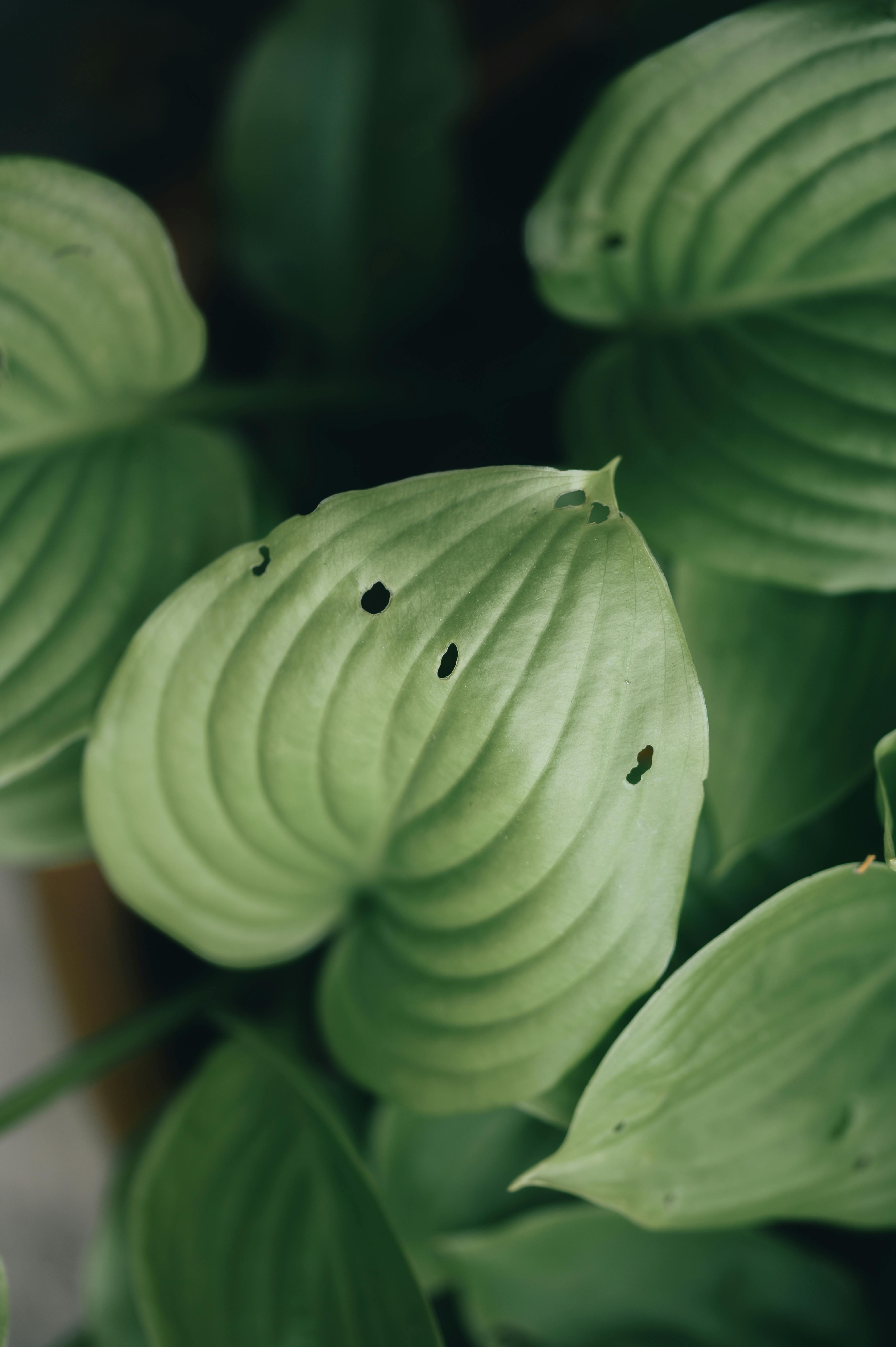 Foto profissional gratuita de biologia vegetal, botânico, buracos de ...