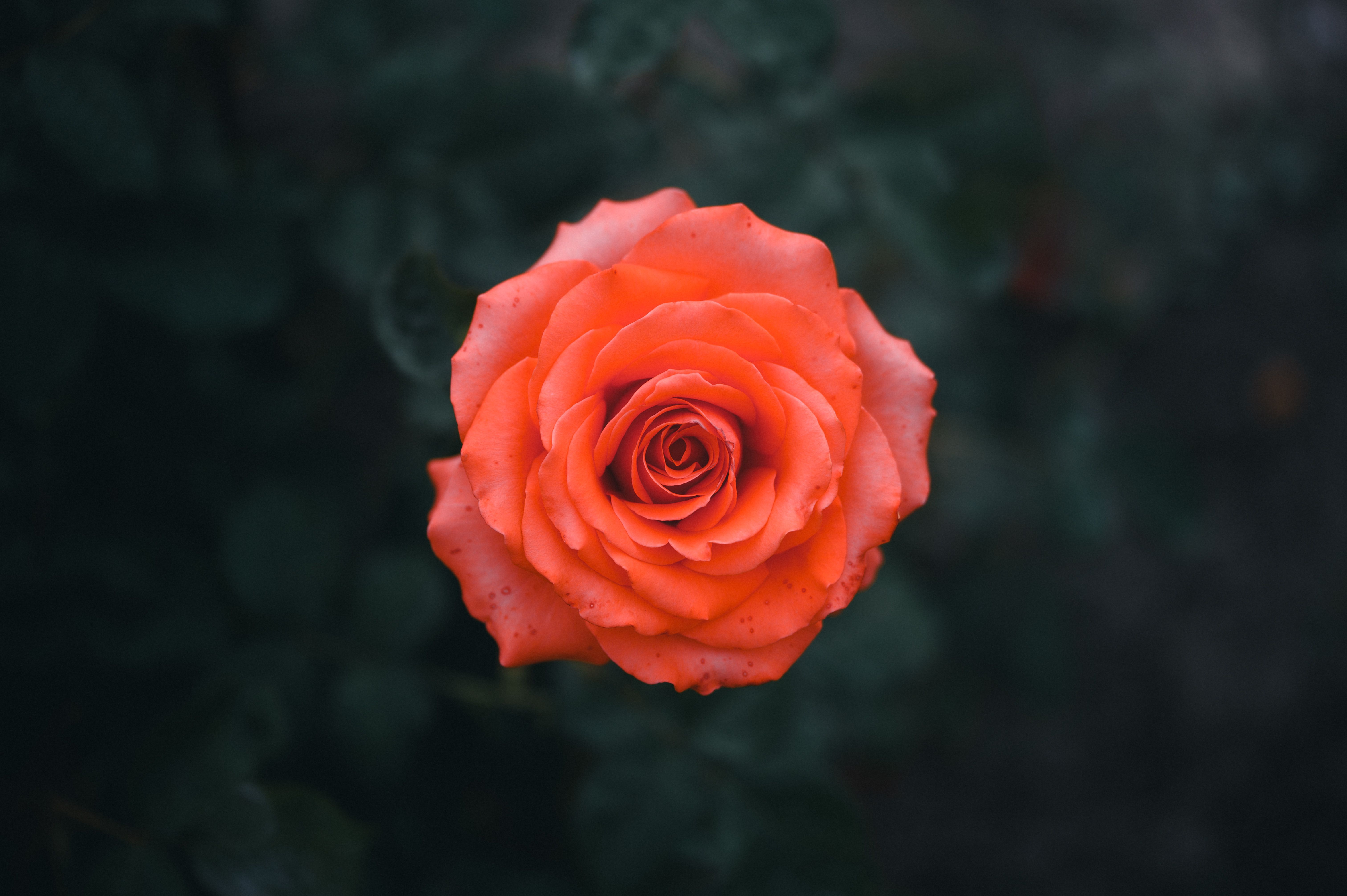 Close-up of a Rose Growing in the Garden · Free Stock Photo