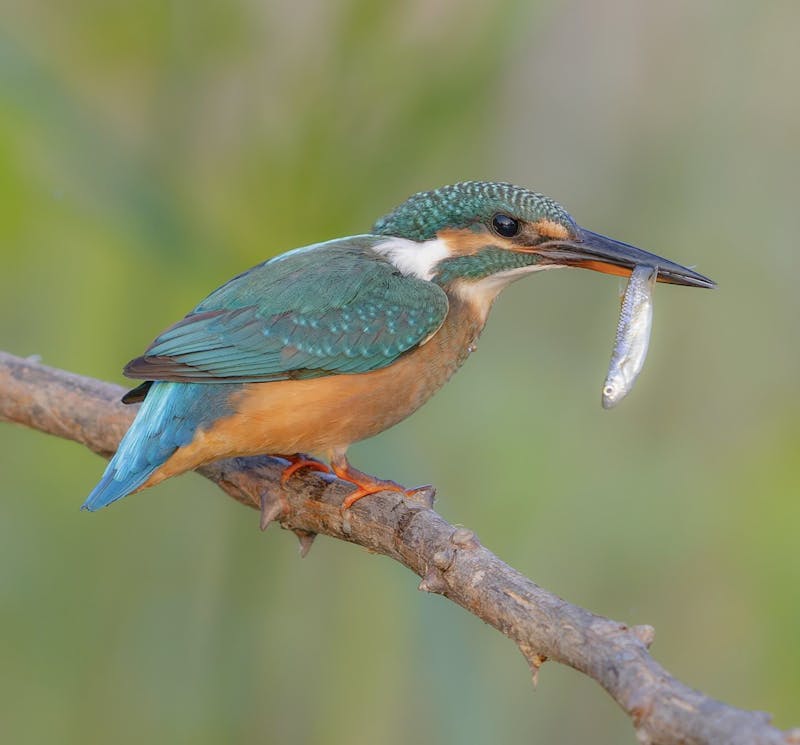 Perch Fish Photos, Download The BEST Free Perch Fish Stock Photos & HD ...