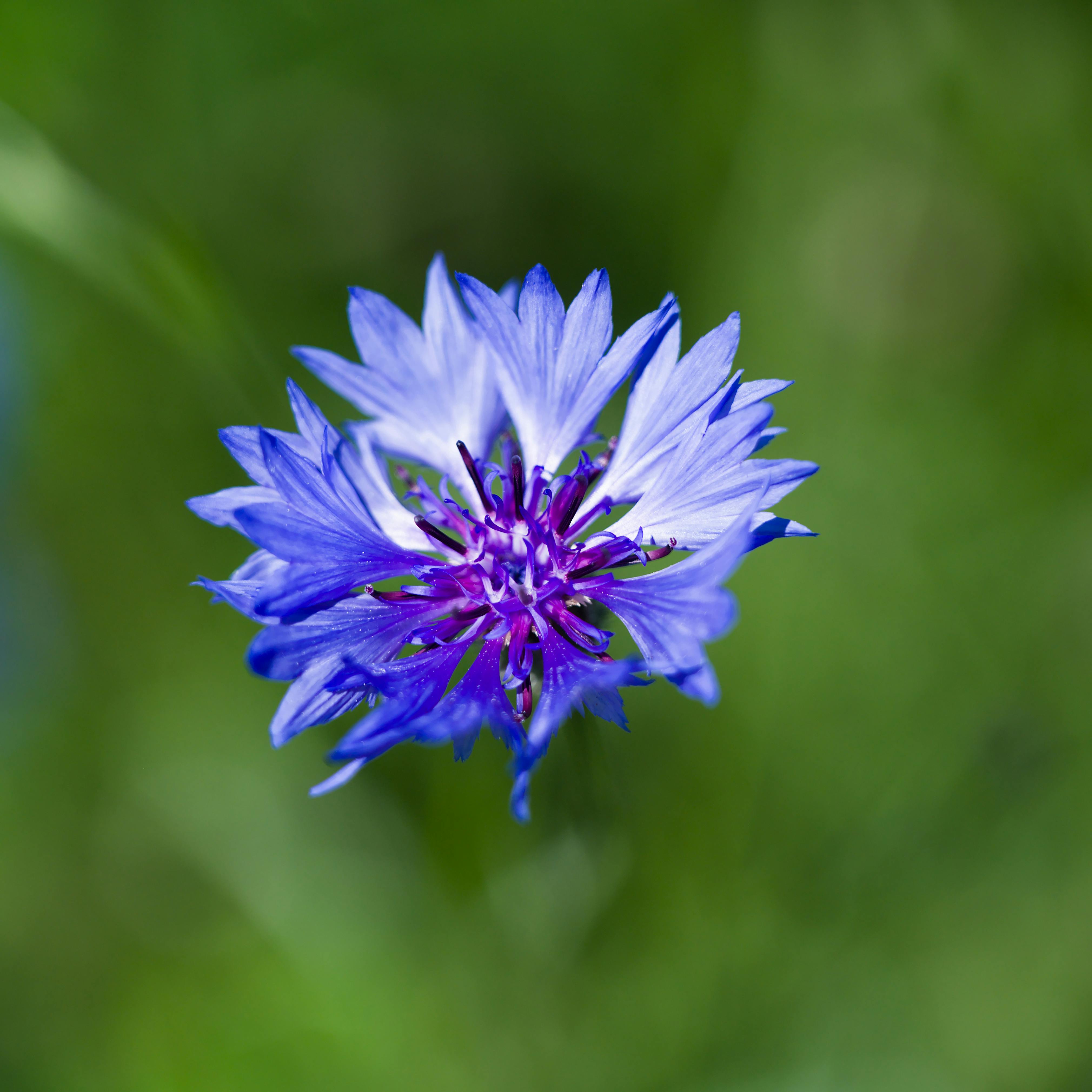 Tilt Shift Lens Photo of Blue Flowers · Free Stock Photo