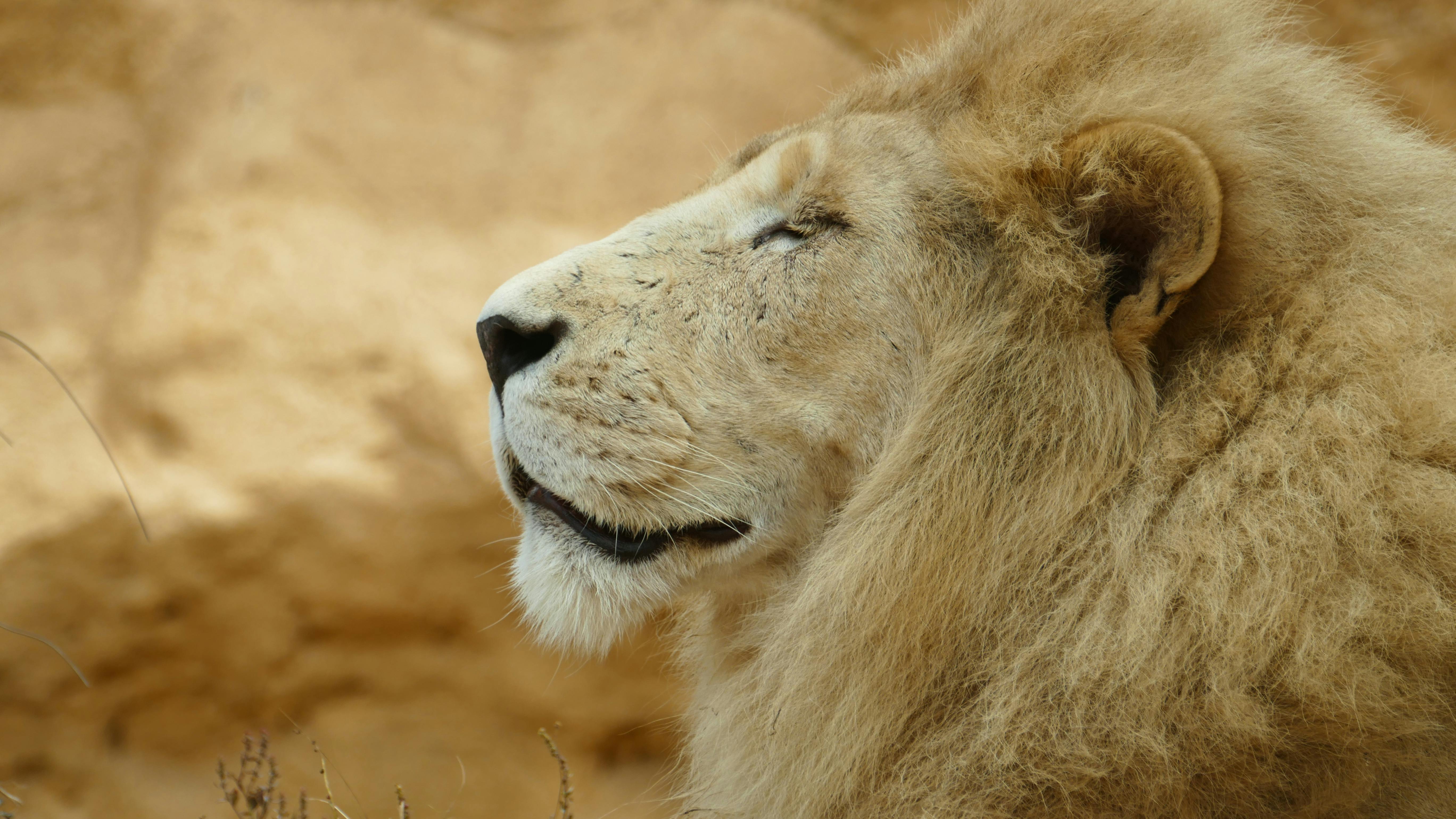 Foto de stock gratuita sobre al aire libre, animal, animal safari ...
