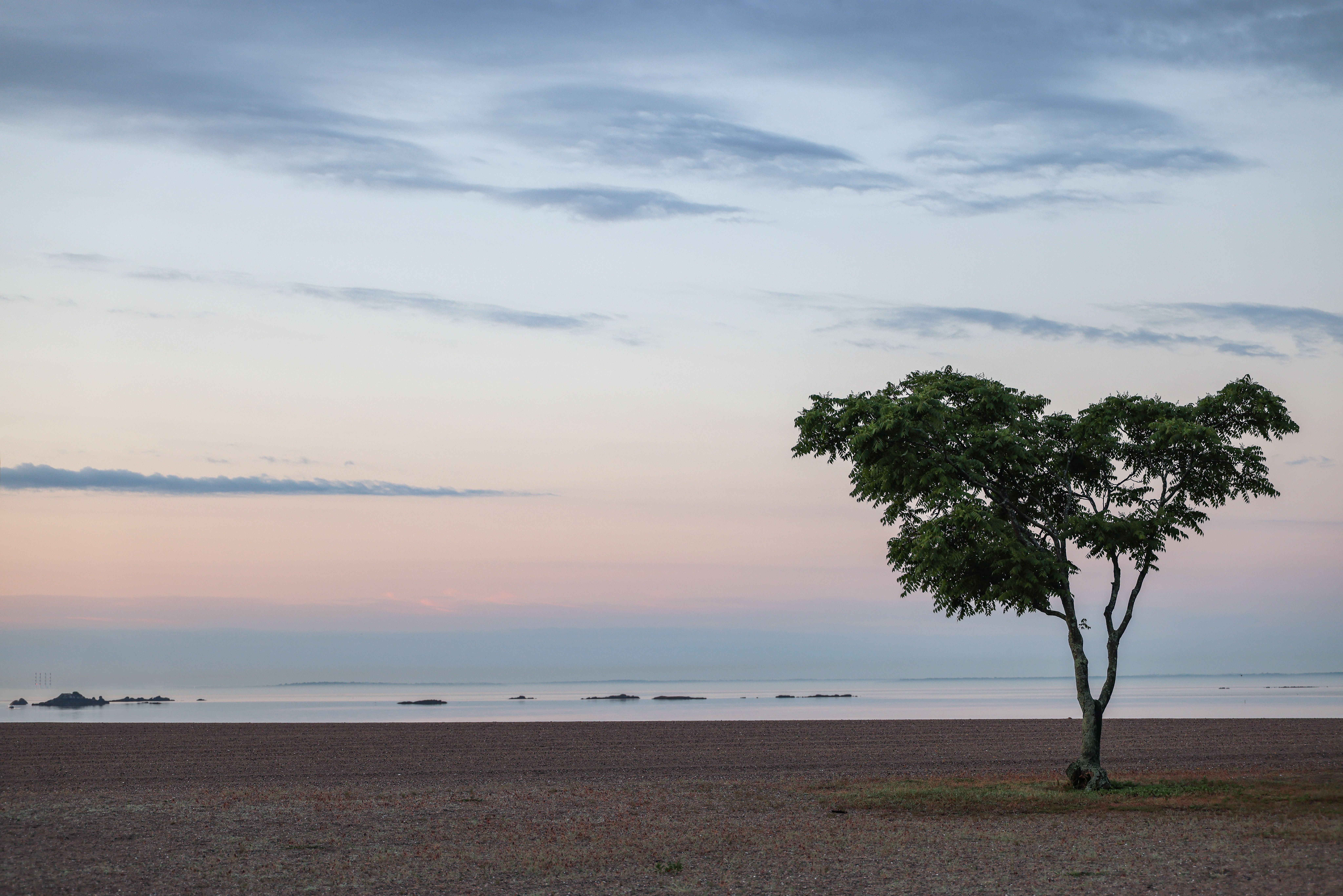Tree on Beach at Dawn · Free Stock Photo