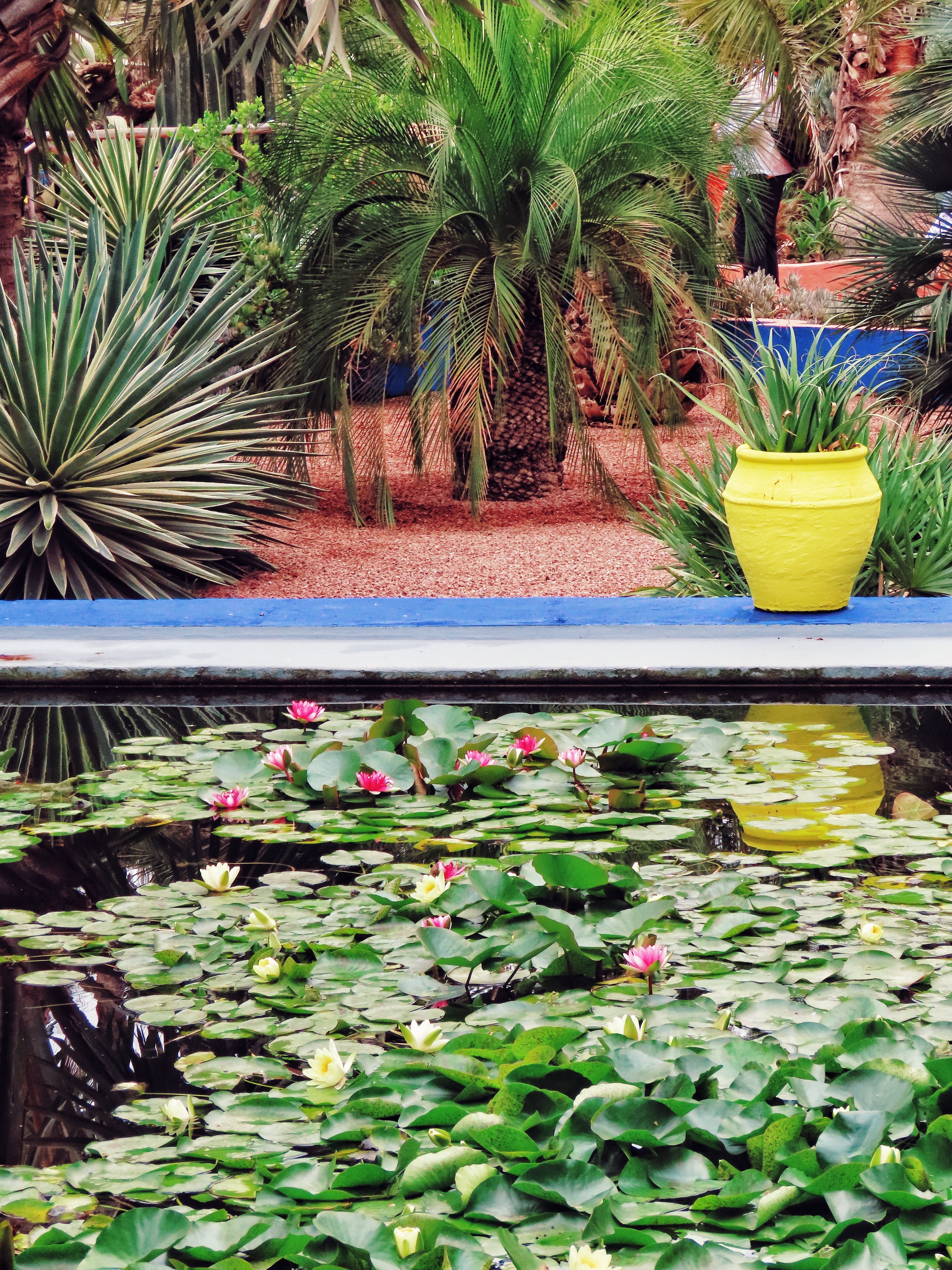 Pool with Water Lilies in Majorelle Garden in Marrakech · Free Stock Photo