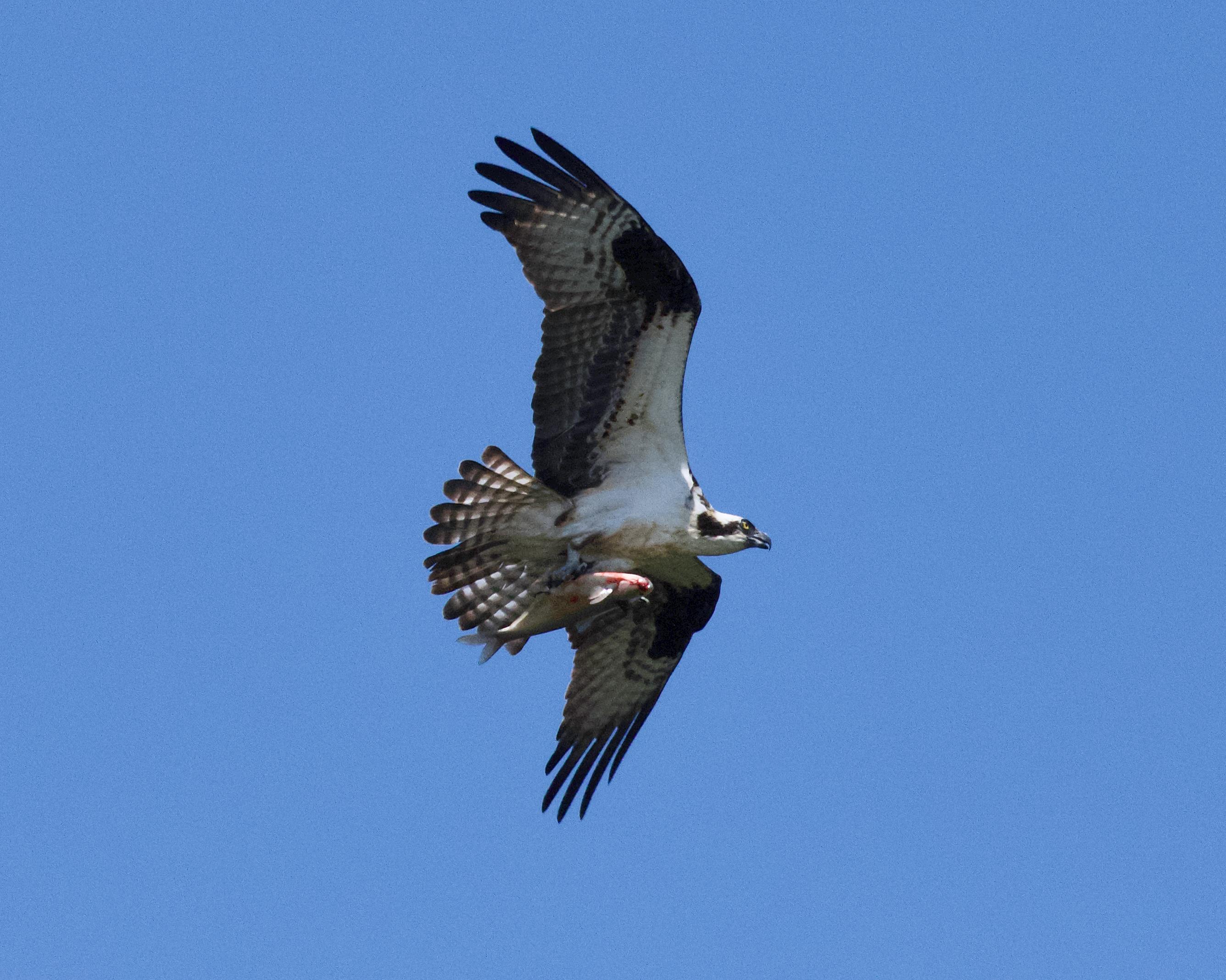 See Hawk Flying · Free Stock Photo