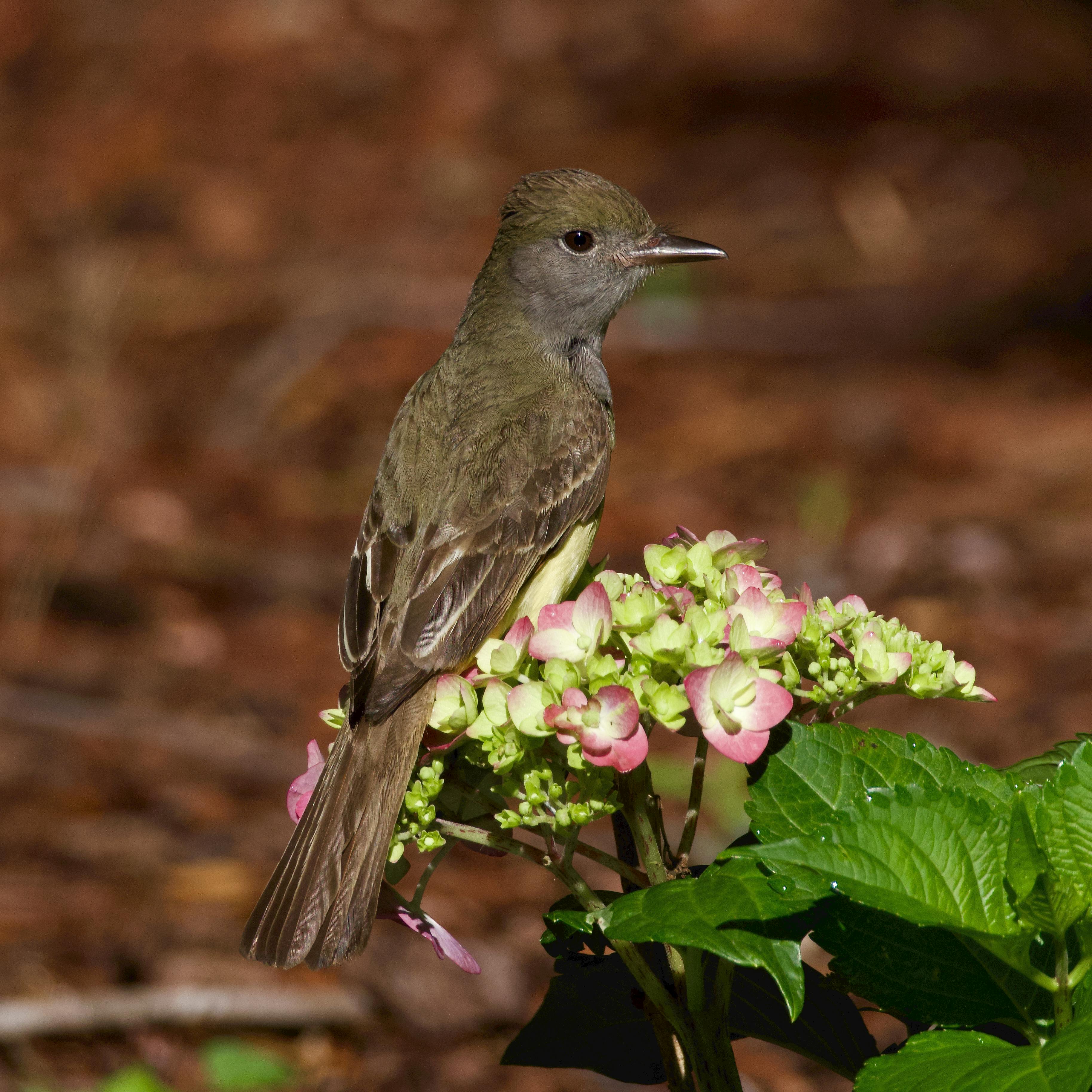 Great Crested Flycatcher Sitting on Flowers · Free Stock Photo