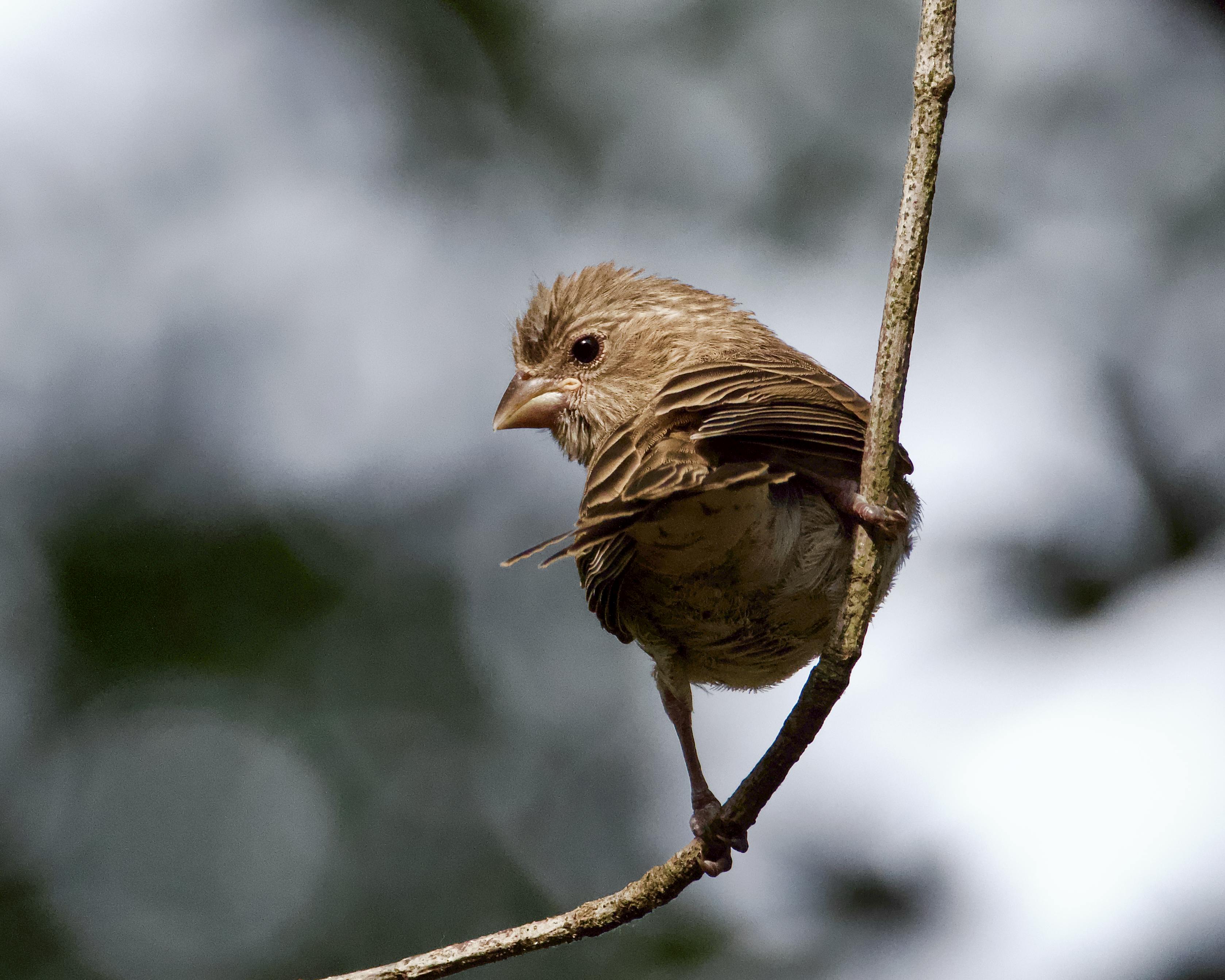 White-Rumped Seedeater Clinging to a Twig · Free Stock Photo