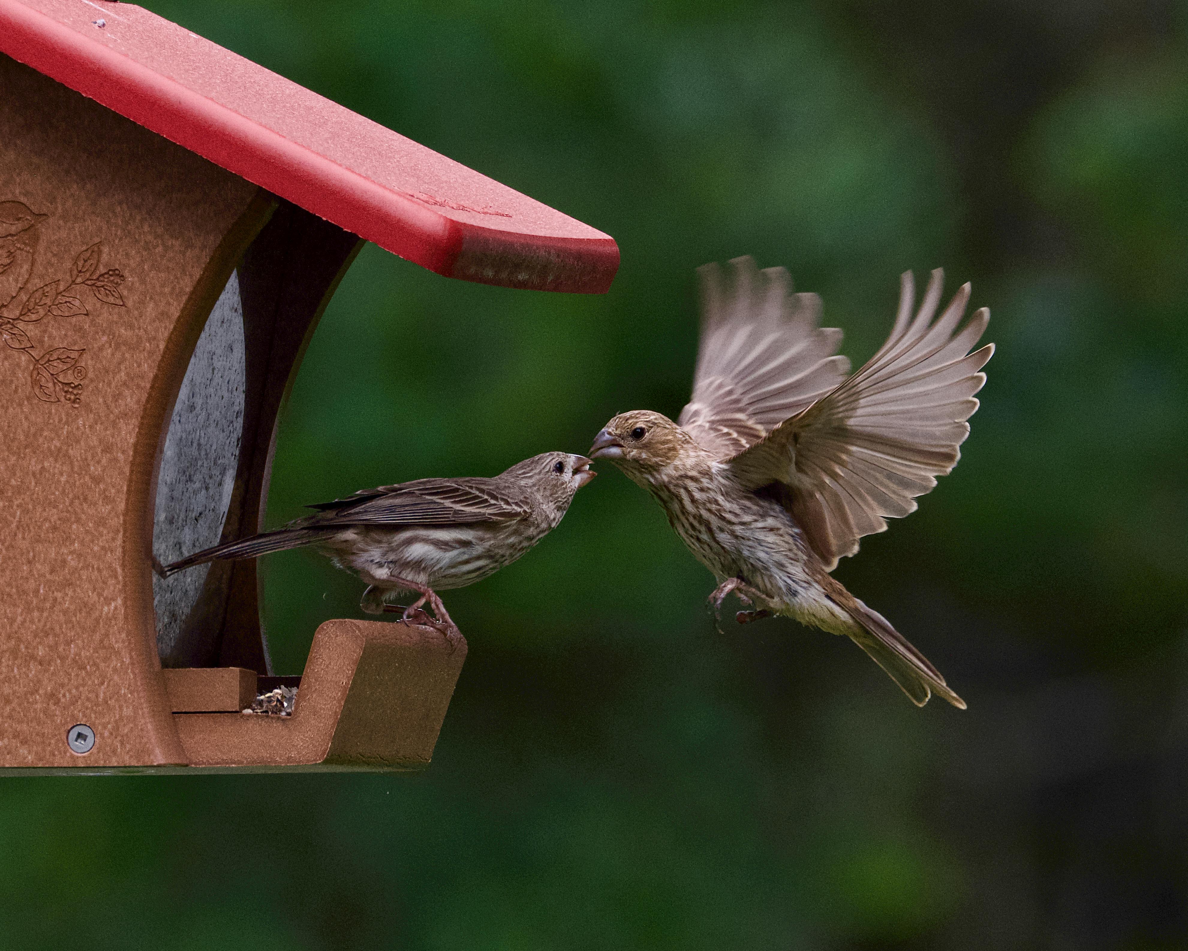 House finch feeding fledgeling · Free Stock Photo