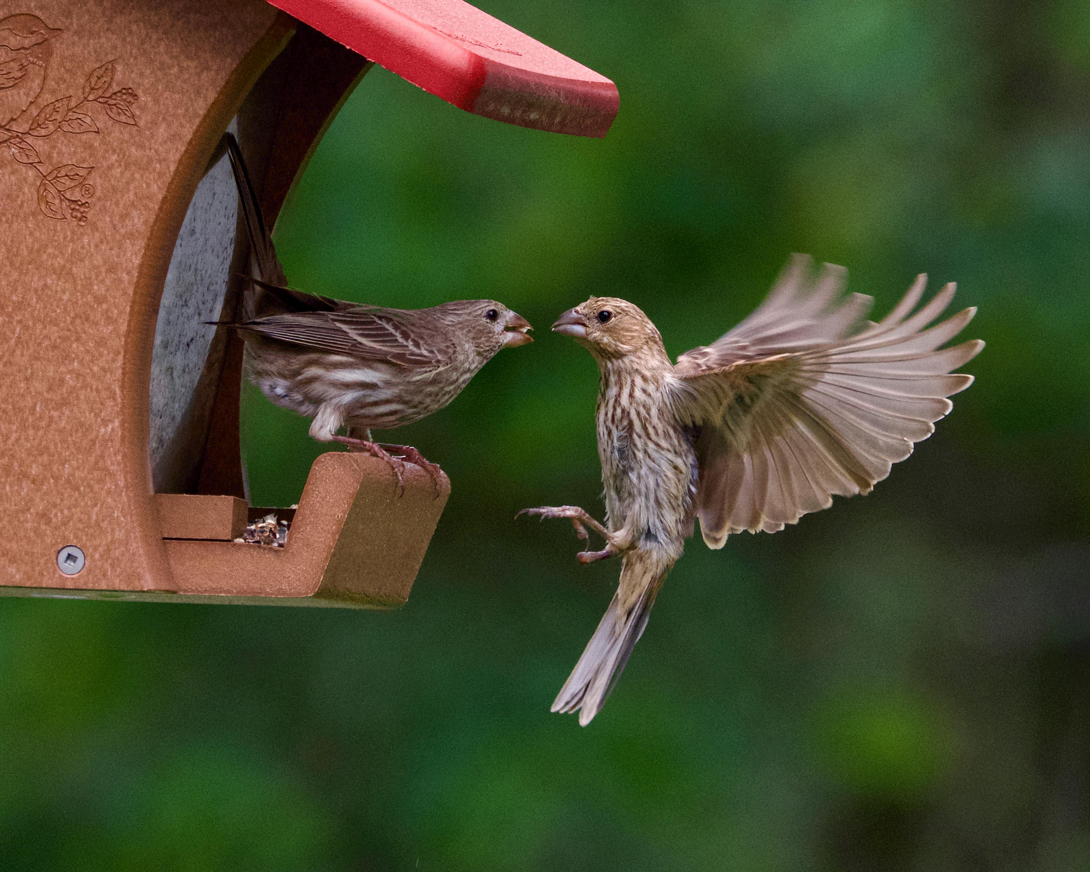 House finch feeding fledgeling · Free Stock Photo