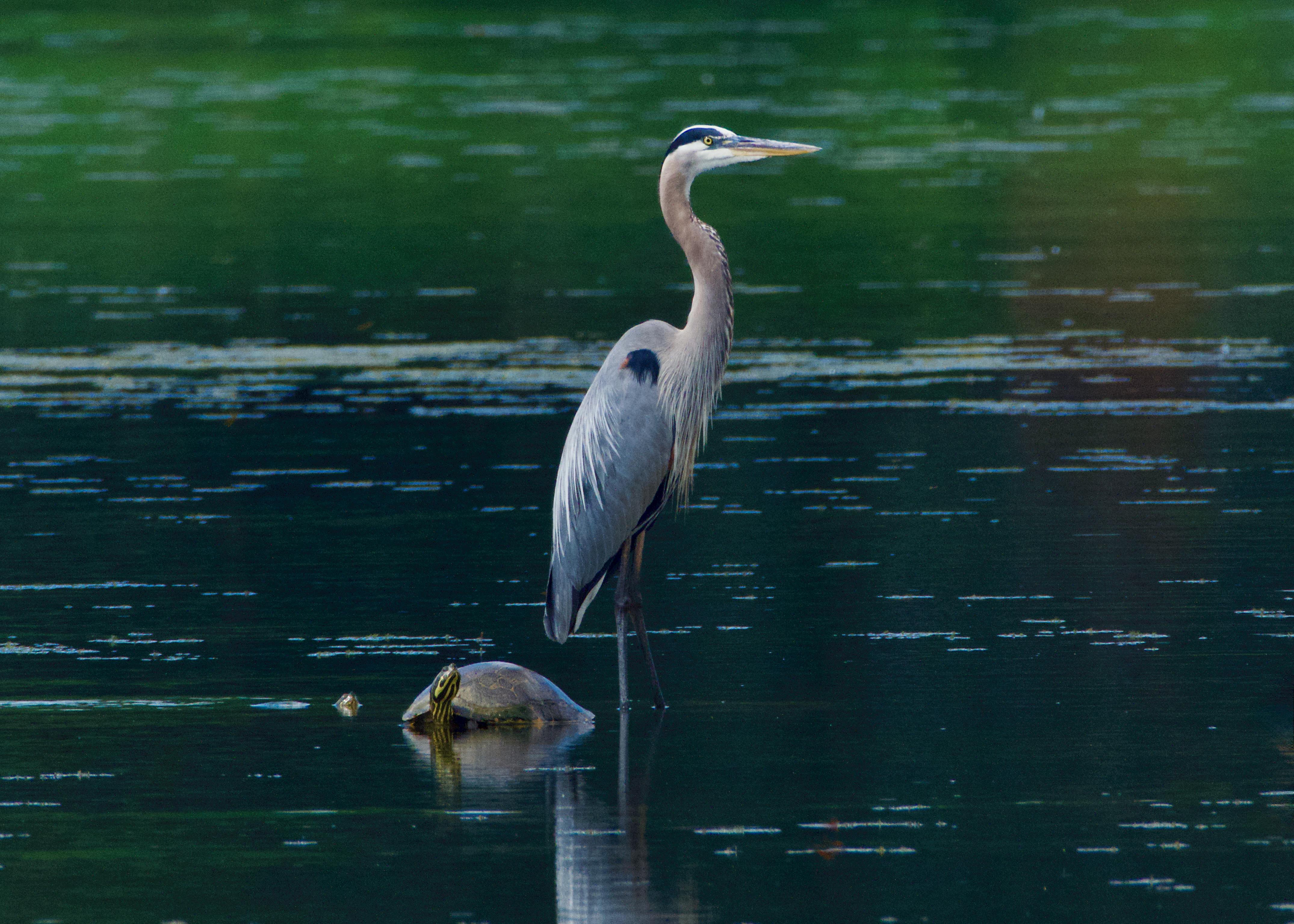 Turtle And Bird Photos, Download The BEST Free Turtle And Bird Stock ...