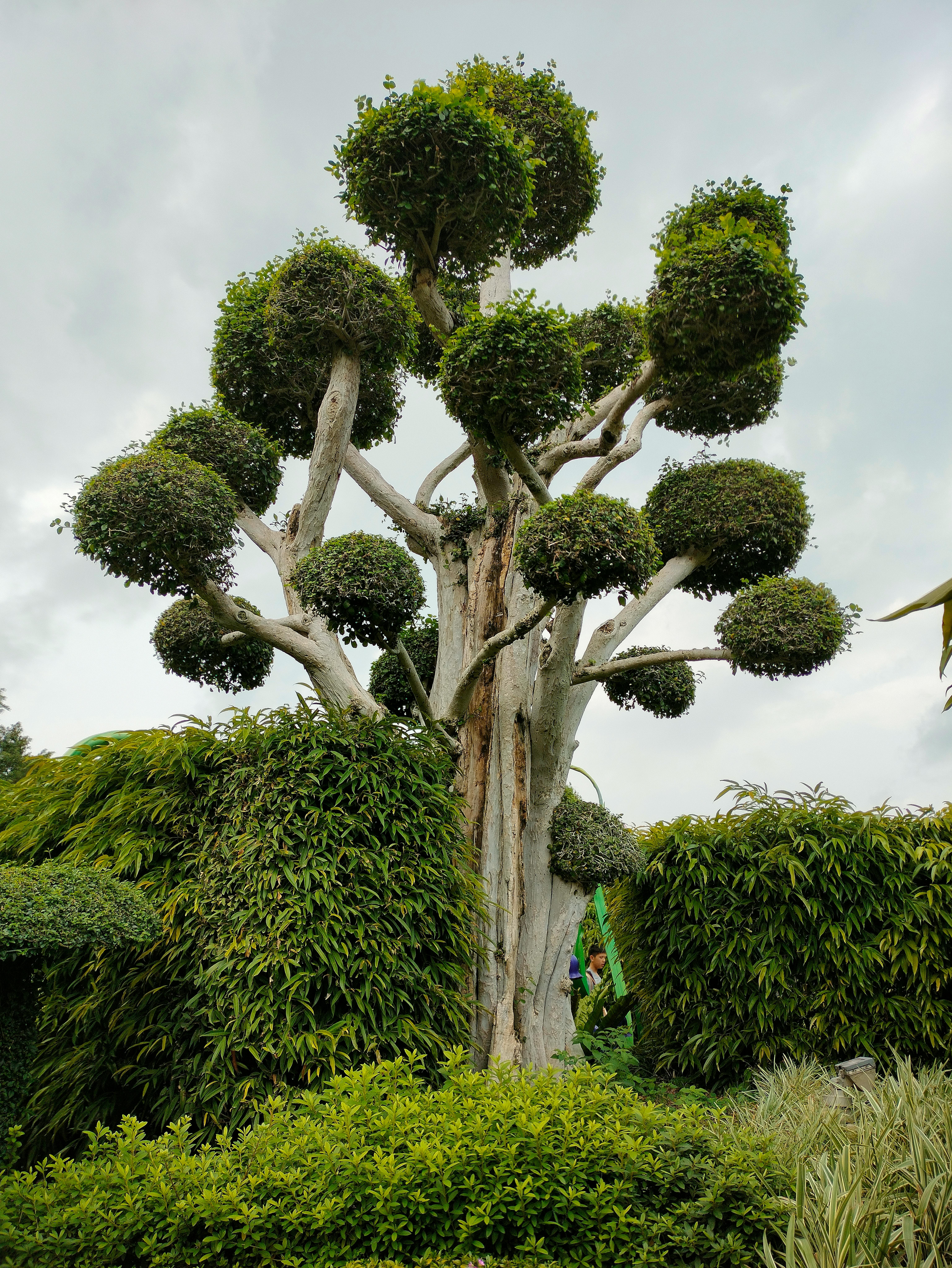 Streblus Asper Tree · Free Stock Photo